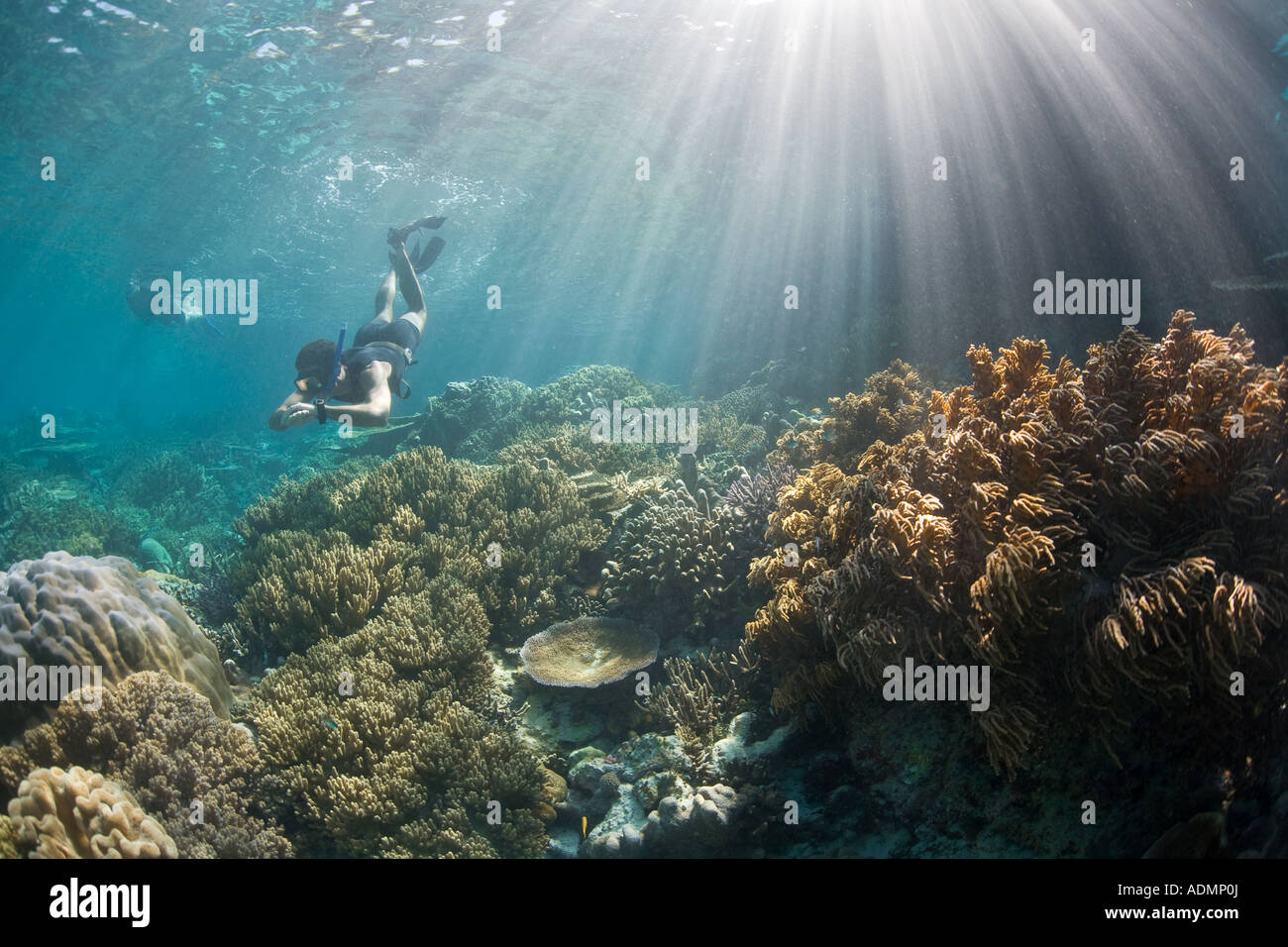 Swims effortlessly hi-res stock photography and images - Alamy