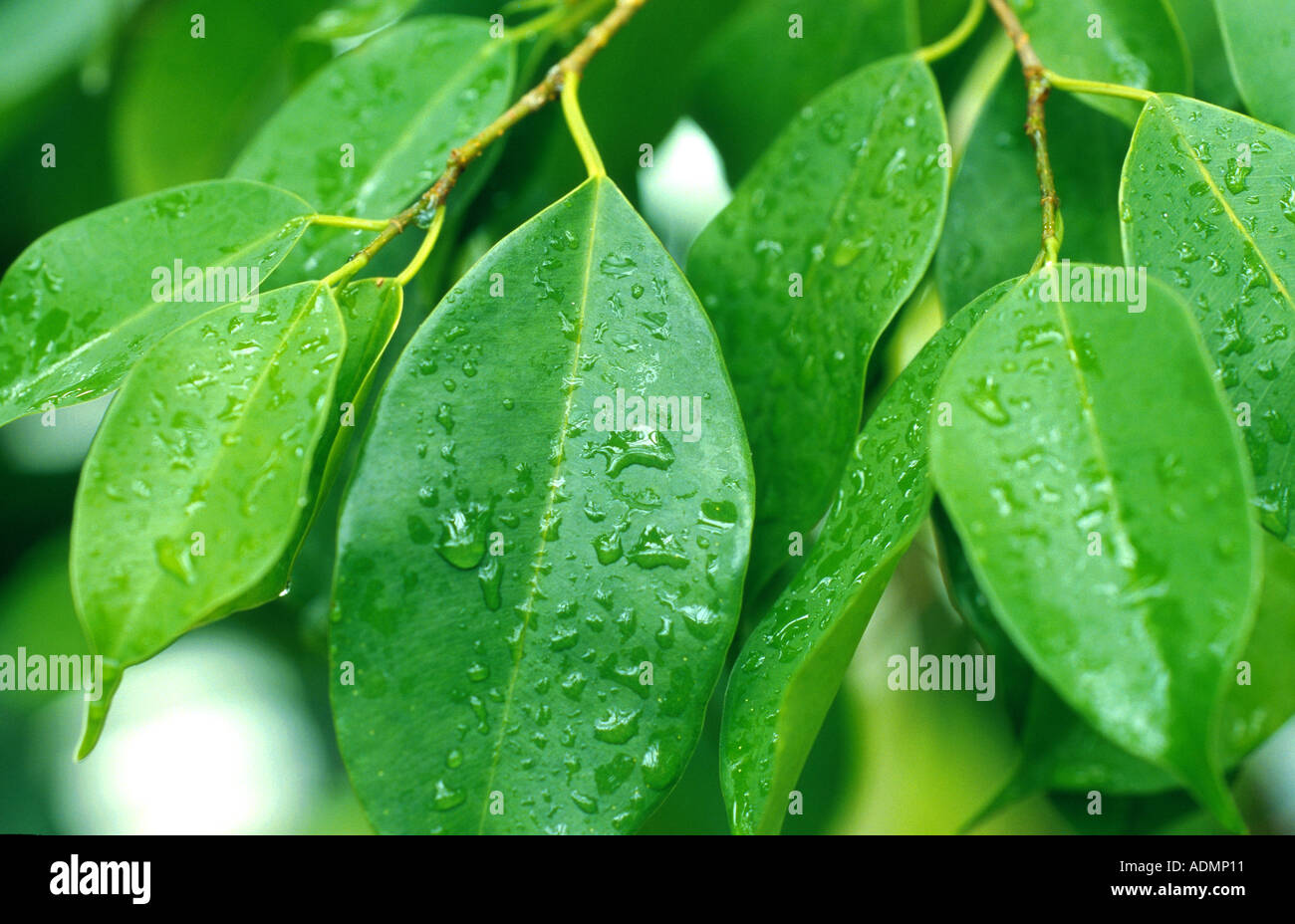 Weeping Fig, Tropical Laurel (Ficus benjamina, Ficus benjamini), leaves ...