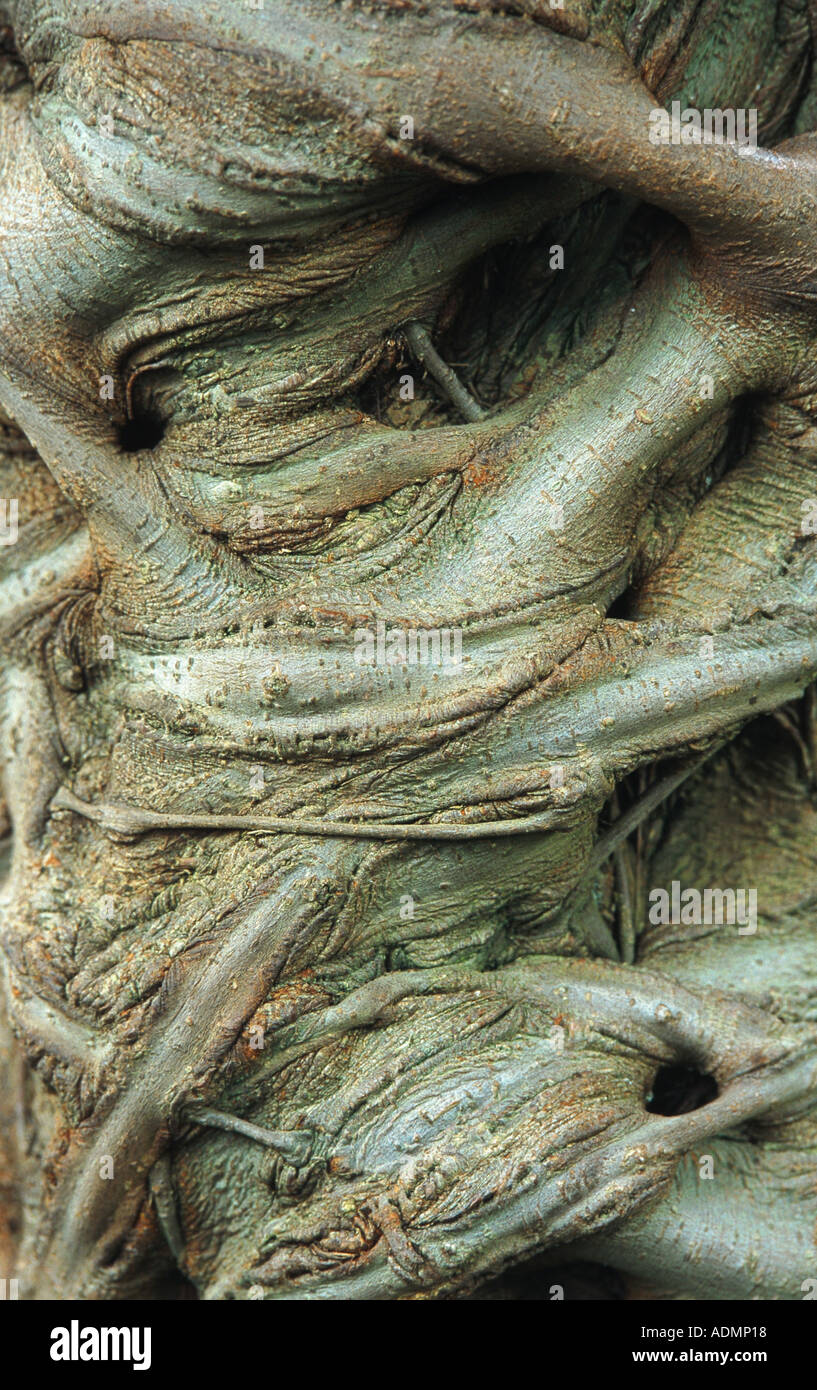 strangler fig (Ficus aurea), bark Stock Photo - Alamy