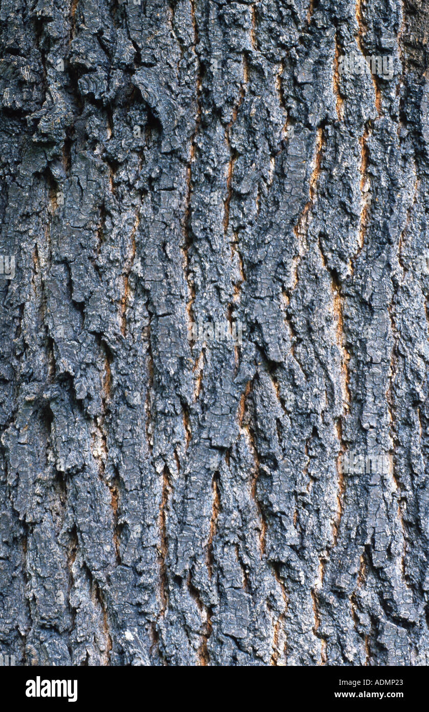Narrowleafed ash fraxinus hi-res stock photography and images - Alamy