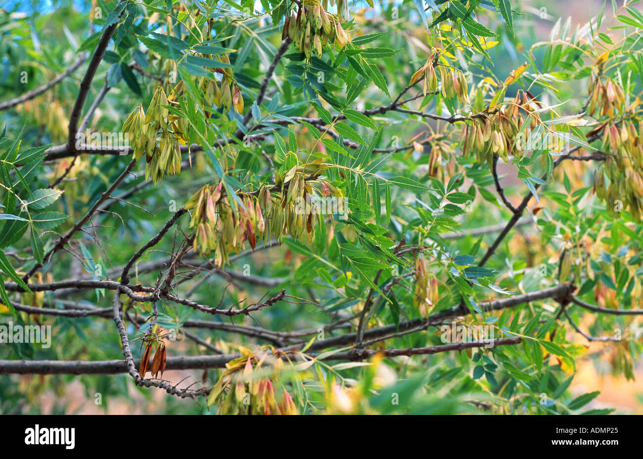 narrowleaf ash, narrowleafed ash (Fraxinus angustifolia), branches with ...