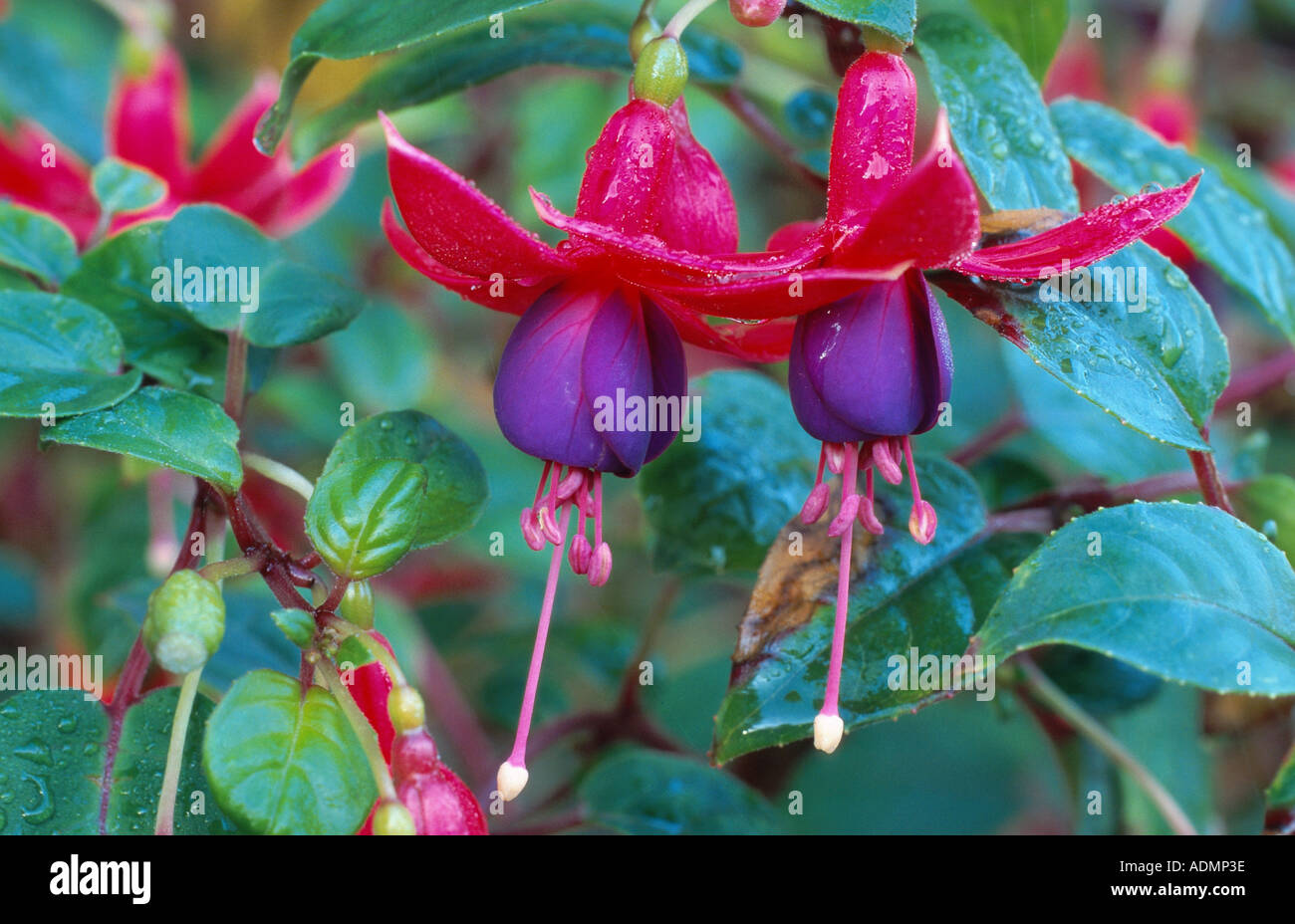 Fuchsia hybride hi-res stock photography and images - Alamy