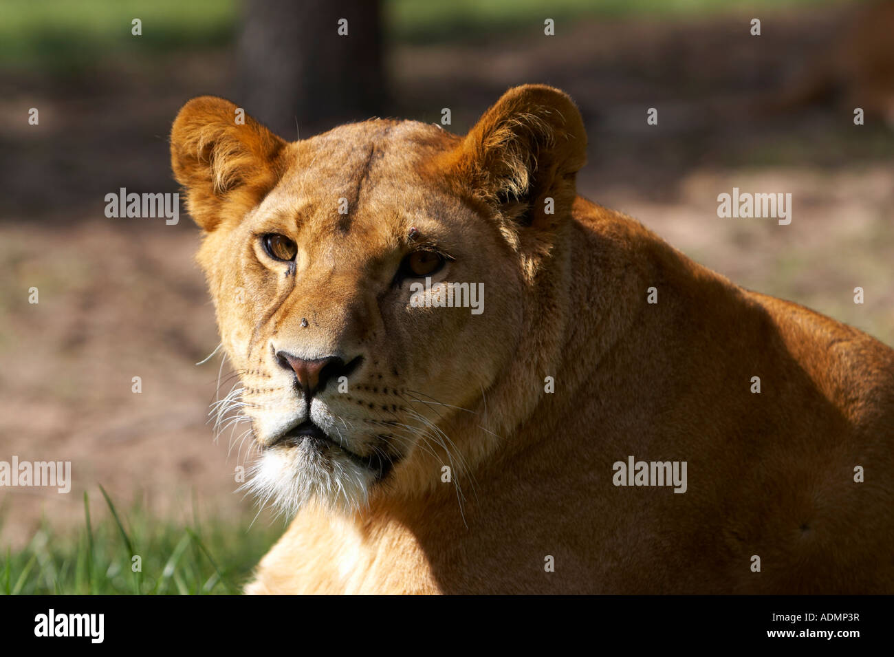 Leo leones hi-res stock photography and images - Alamy