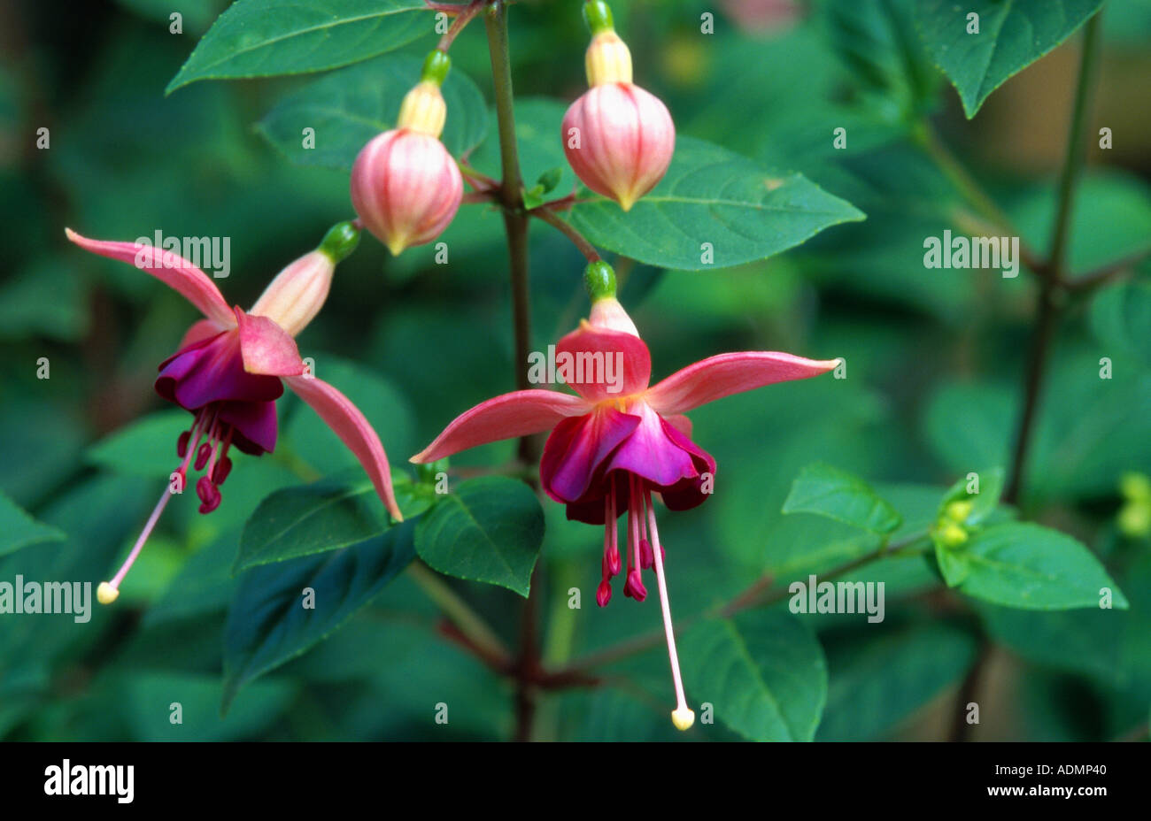 Fuchsia x hybride hi-res stock photography and images - Alamy
