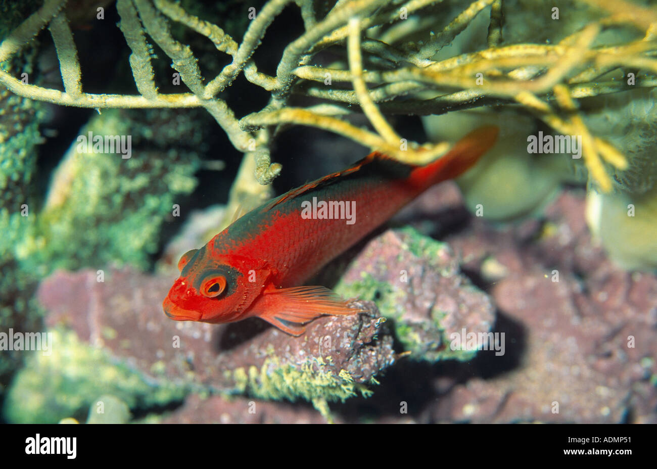 Brilliant red hawkfish hi-res stock photography and images - Alamy
