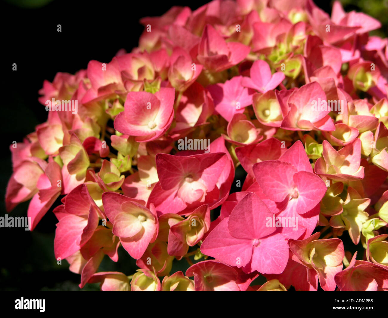 Hydrangea seed head hi-res stock photography and images - Alamy