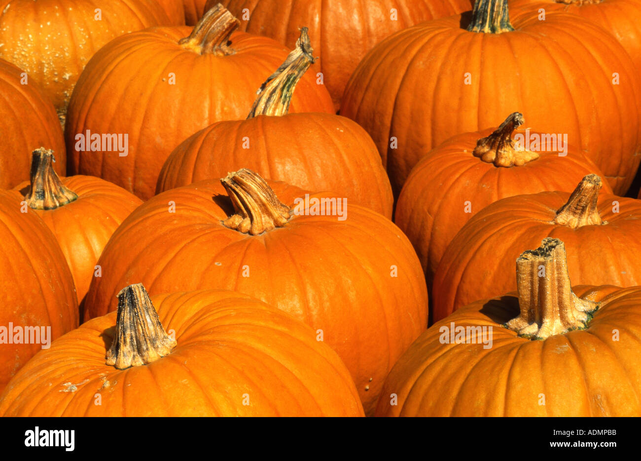 gourd (Cucurbita spec.), mass of vegetables, fall, Zuercher Oberland ...