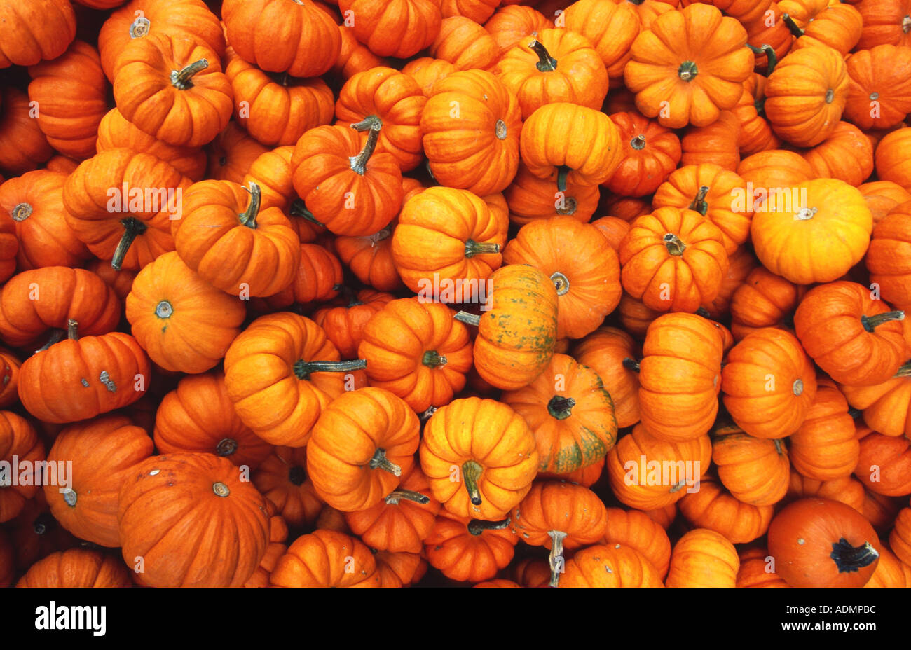 gourd (Cucurbita spec.), mass of vegetables, fall, Switzerland ...