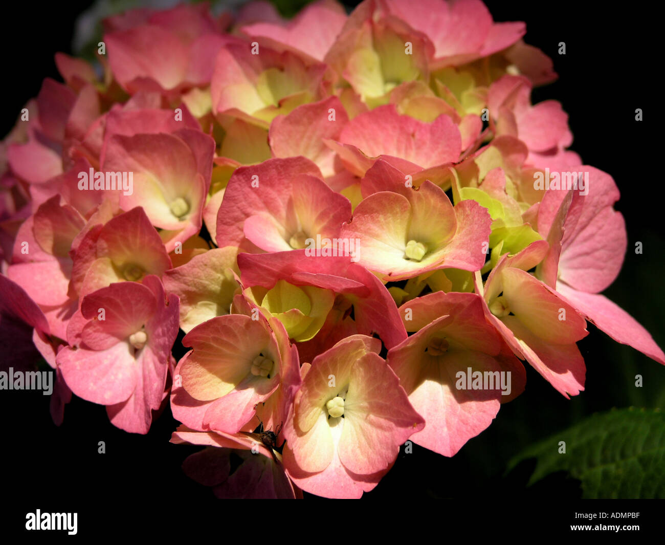 Hydrangea seed head hi-res stock photography and images - Alamy