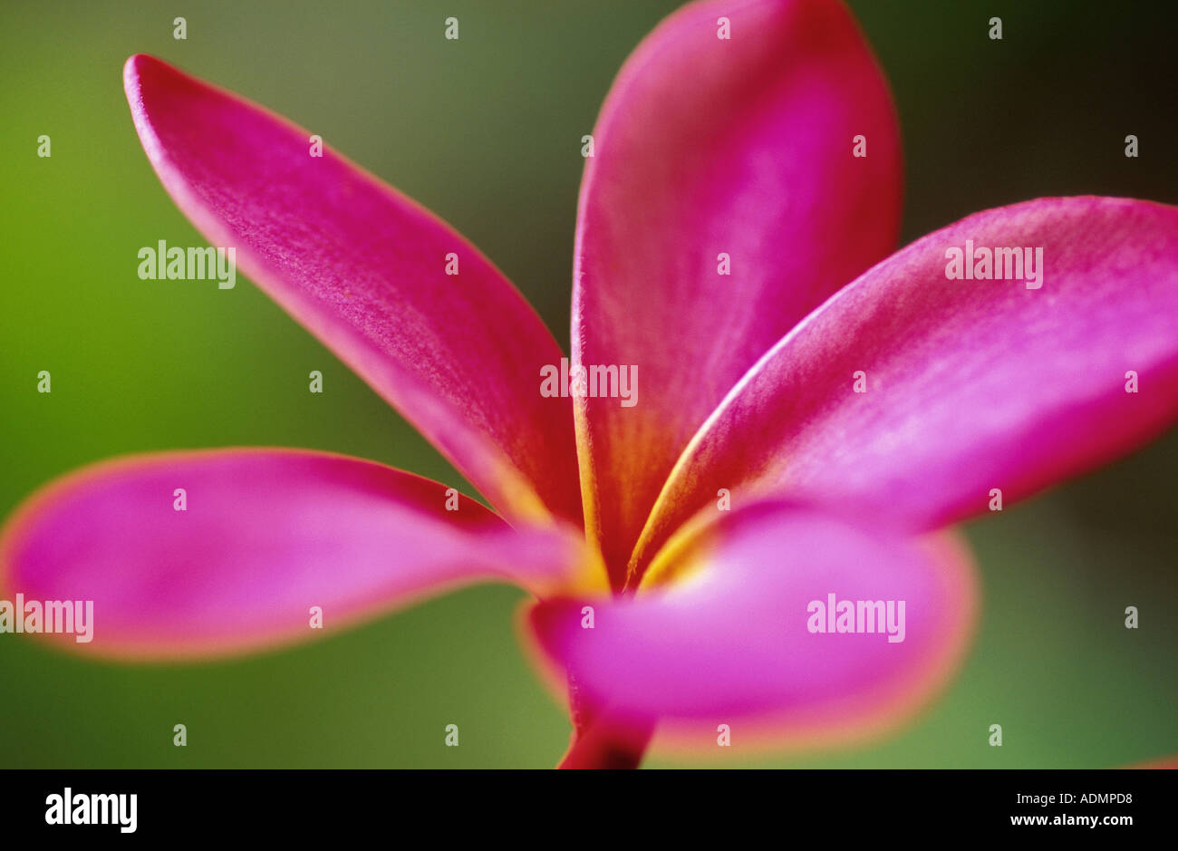 frangipani plant, nosegaytree (Plumeria alba), blossom, Cook Islands ...