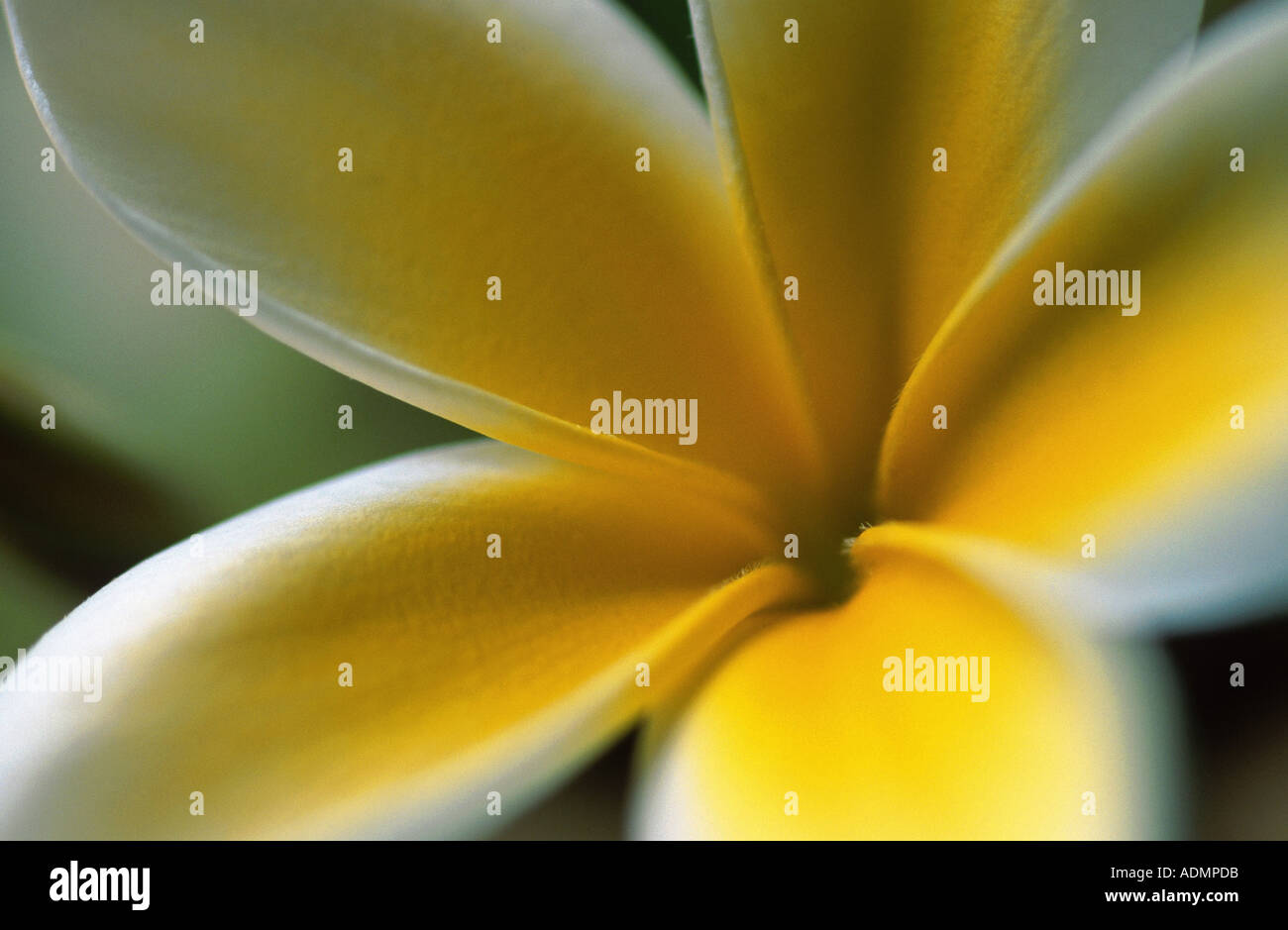 frangipani plant, nosegaytree (Plumeria alba), blossom, Cook Islands ...