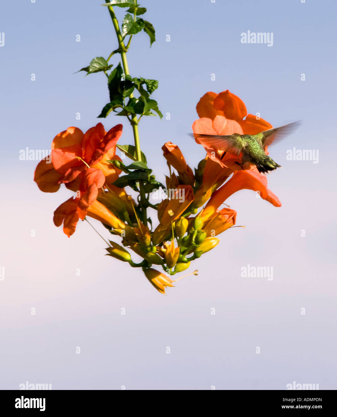 A female Ruby Throated Hummingbird, Archilochus colubris, feeding from ...