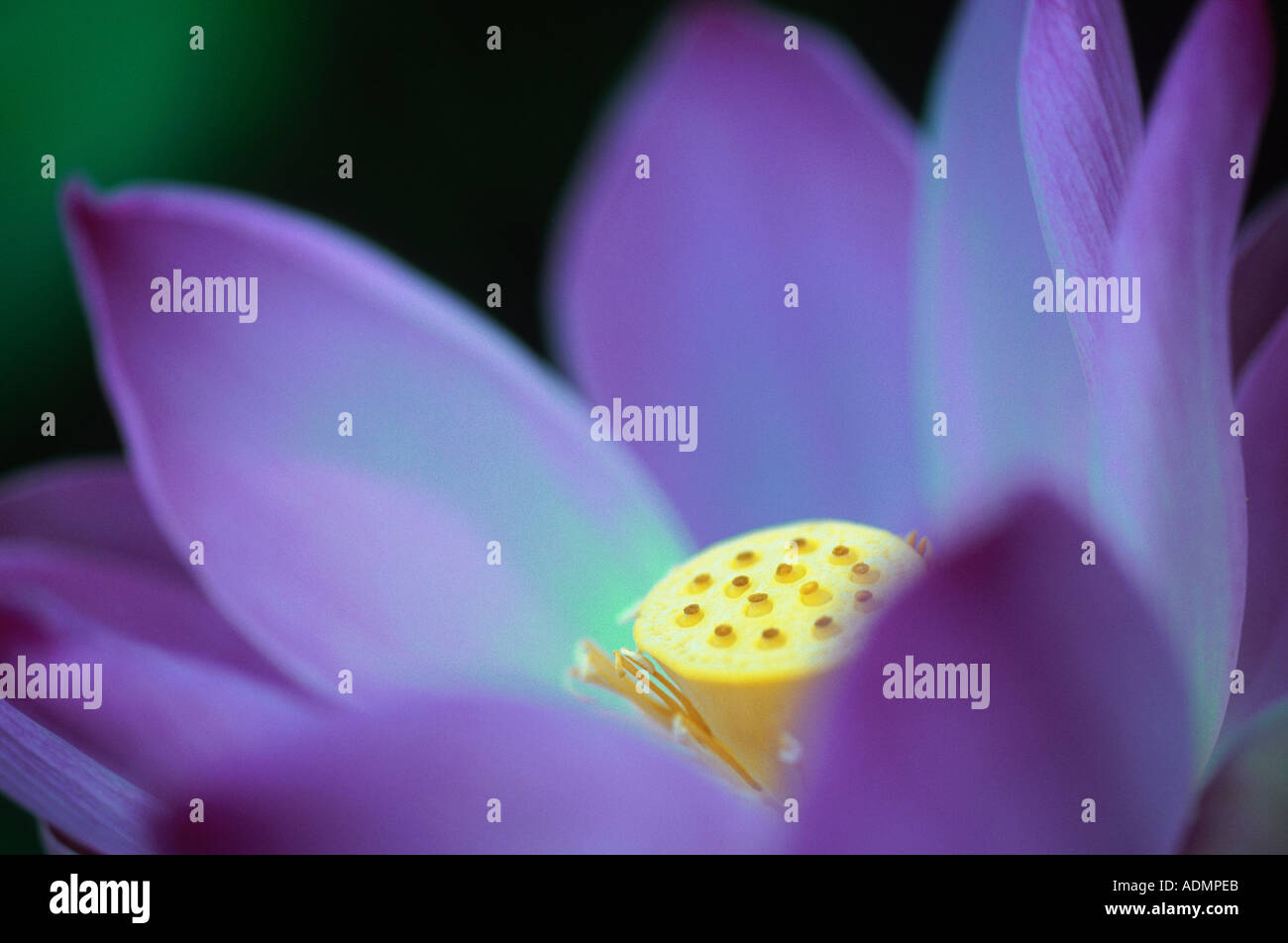 East Indian lotus (Nelumbo nucifera), detail of blossom with pistills ...