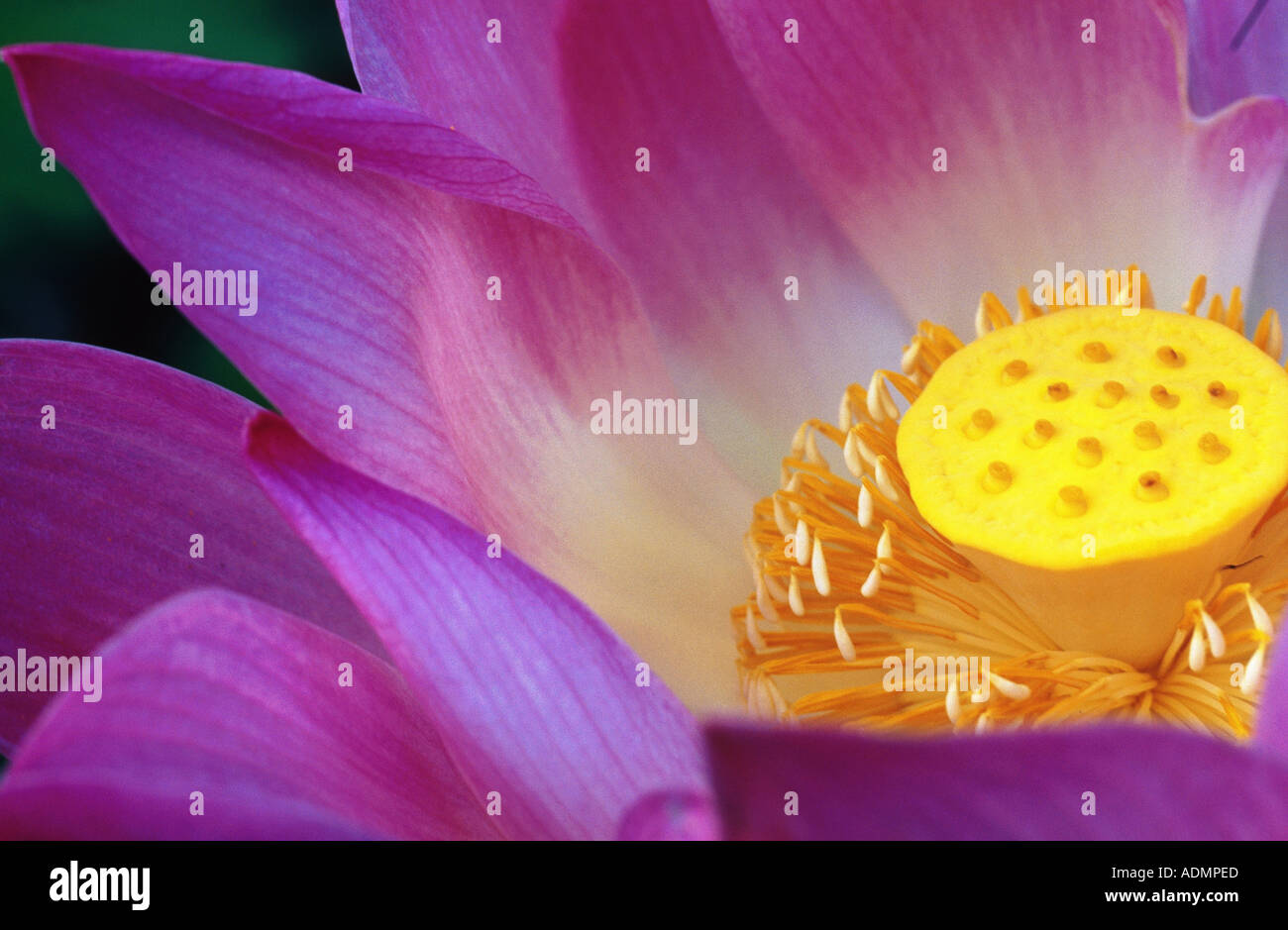 Blossom with pistills and sepals hi-res stock photography and images ...