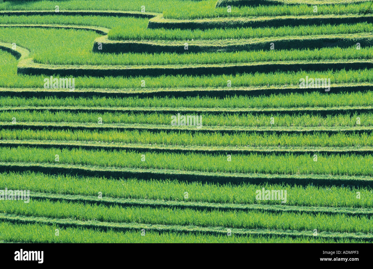 Corn fields bali hi-res stock photography and images - Alamy
