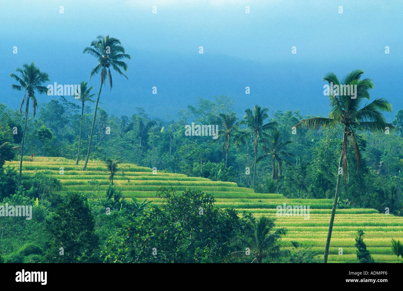 Corn fields bali hi-res stock photography and images - Alamy