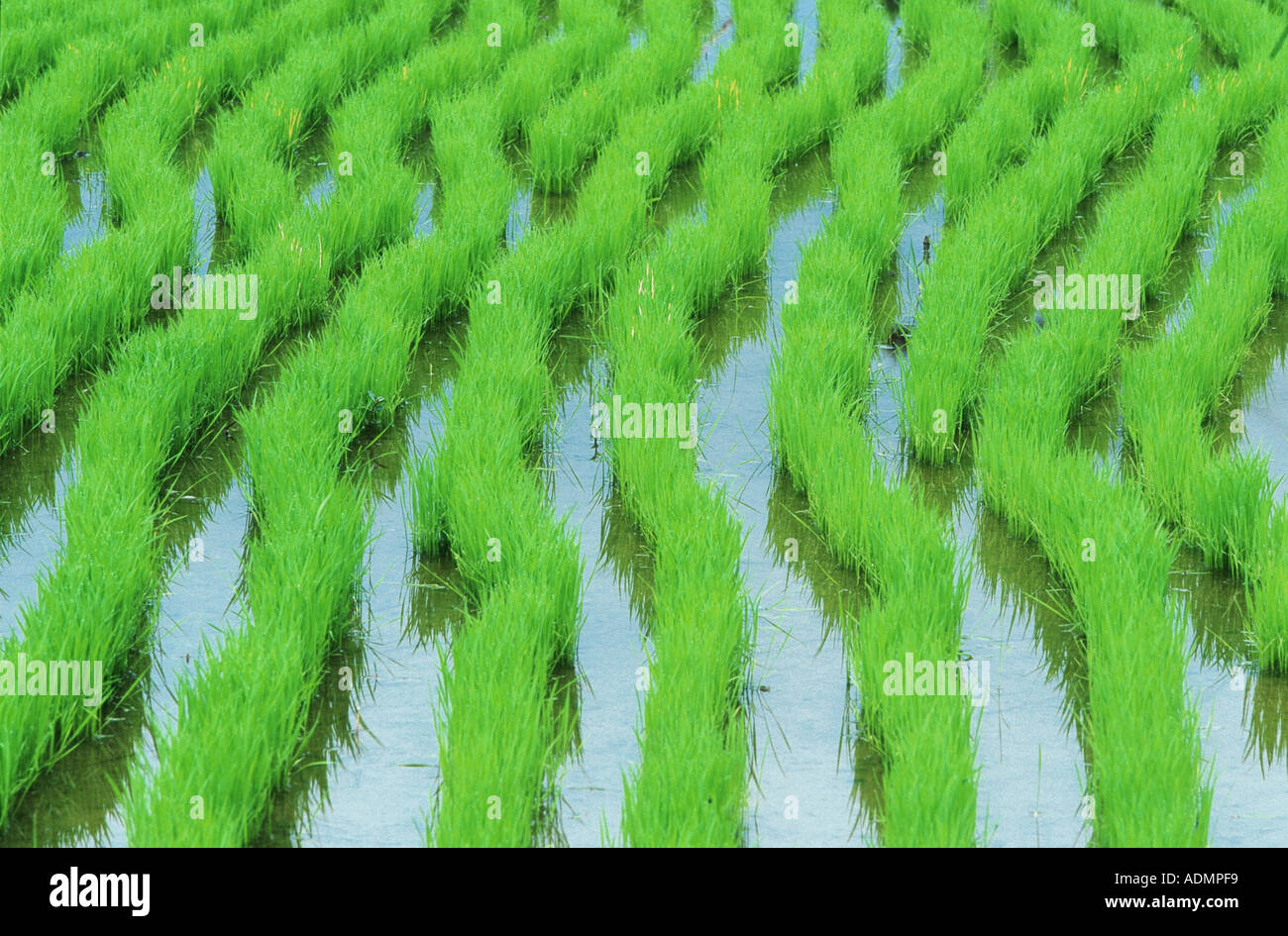 rice field, Indonesia, Bali, Jatiluwih Stock Photo - Alamy