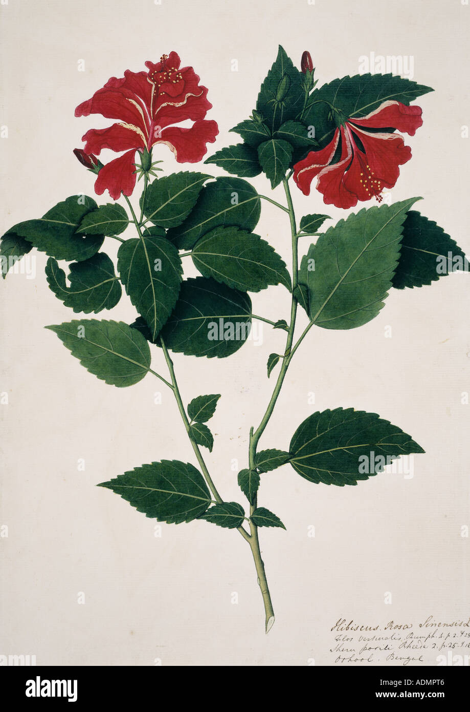 China rose flower hi-res stock photography and images - Alamy