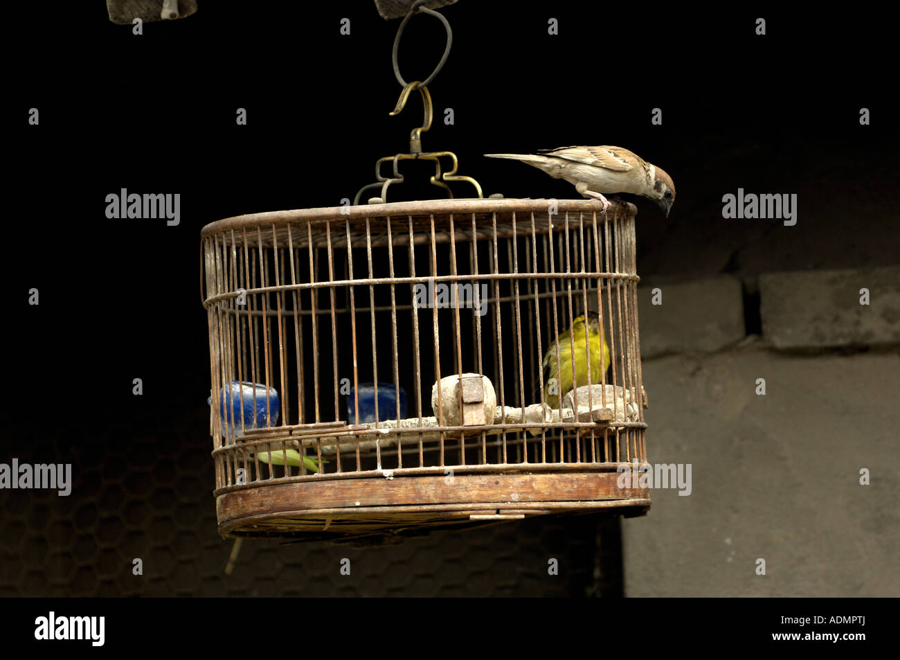 Sparrow cage hi-res stock photography and images - Alamy