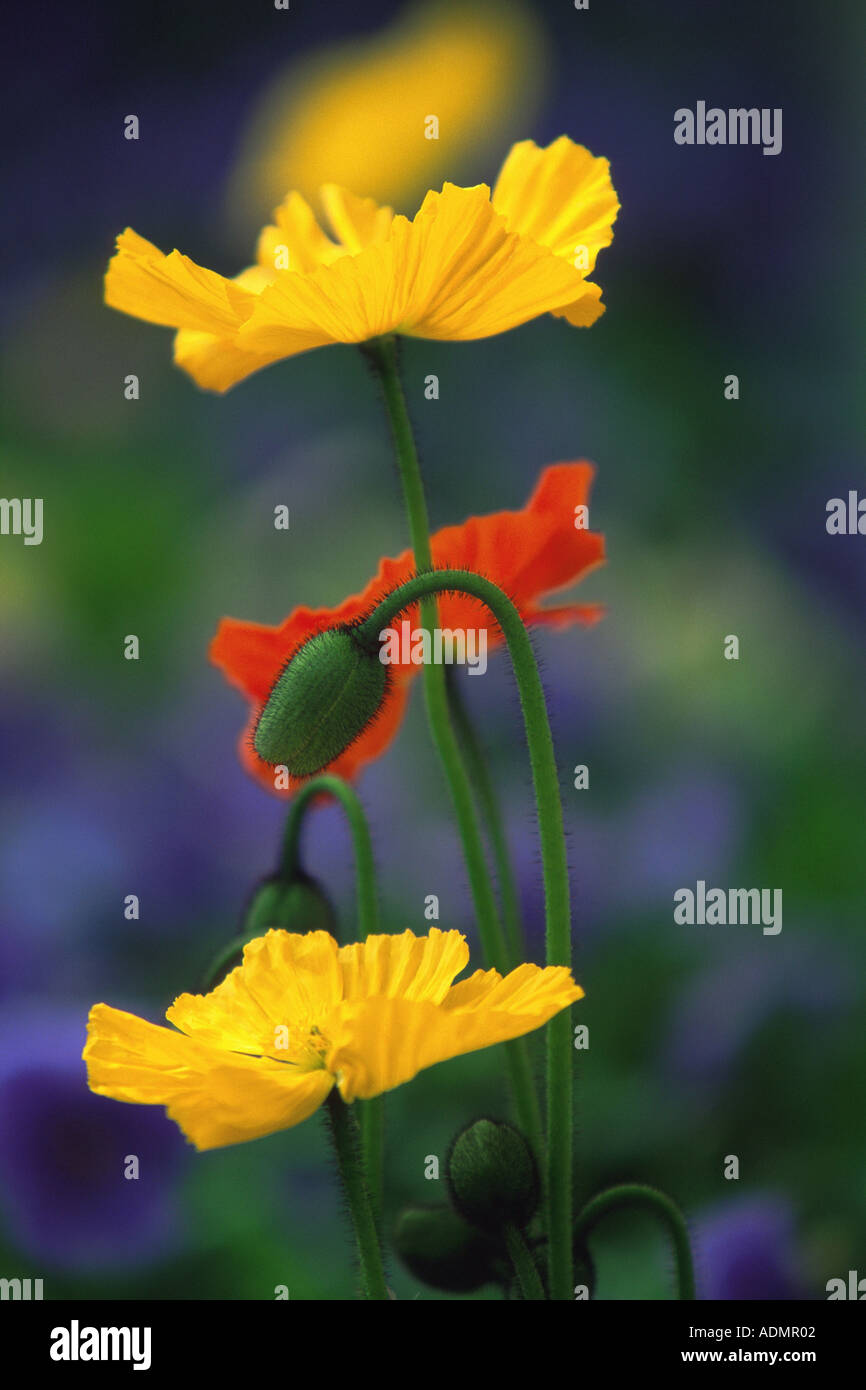 Alaskan poppy, Iceland poppy (Papaver nudicaule), yellow and red ...