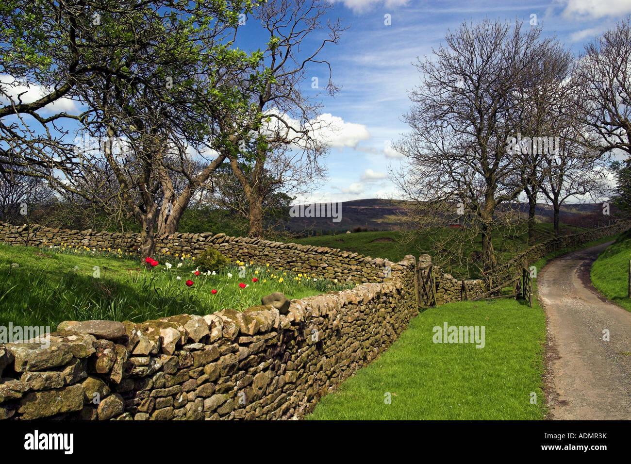 Rural Lancashire scene with drystone wall in Spring sunshine near ...