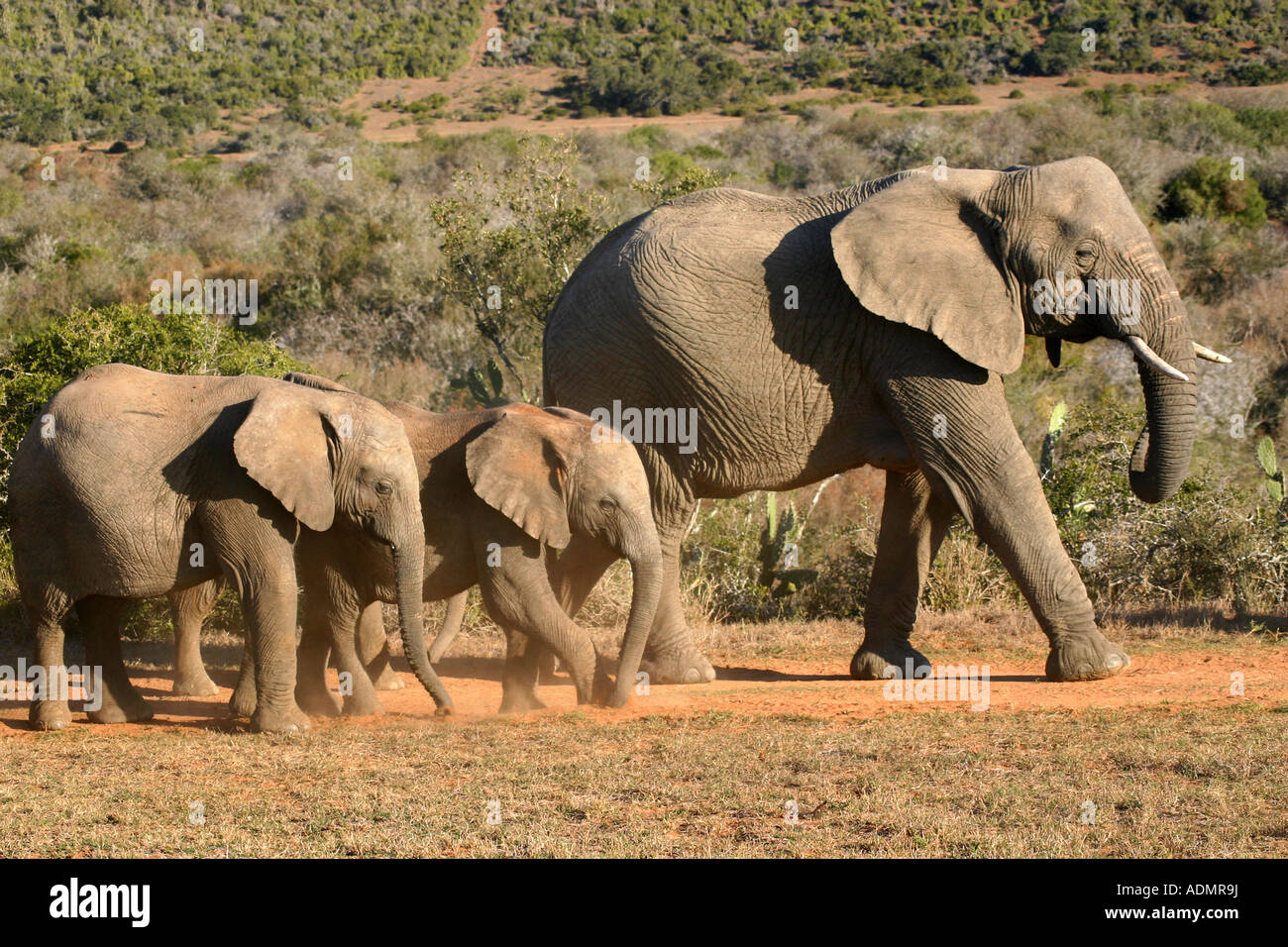 Mother and two baby African elephants, Shamwari Game Reserve, Eastern ...