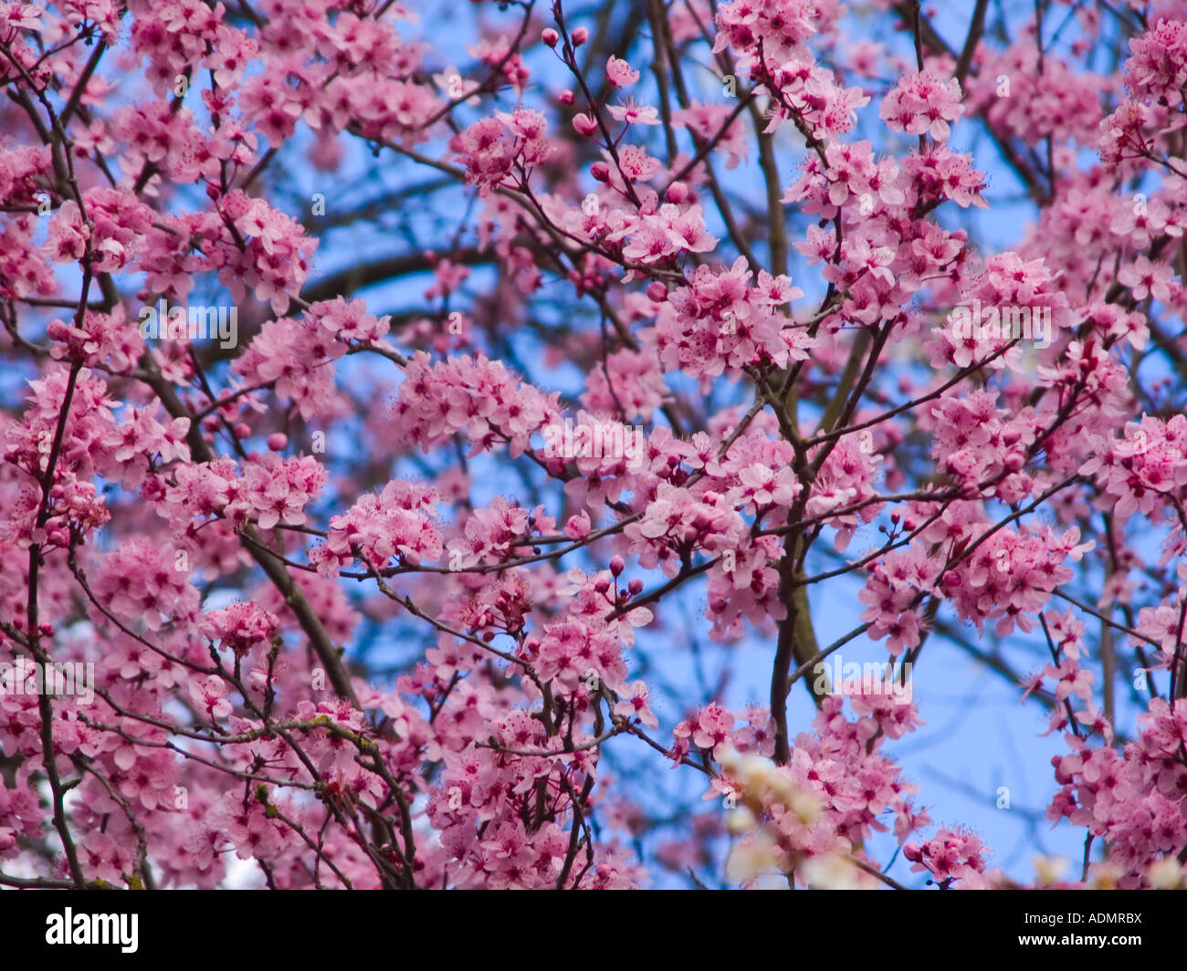 Cherry Blossoms 3 Stock Photo - Alamy
