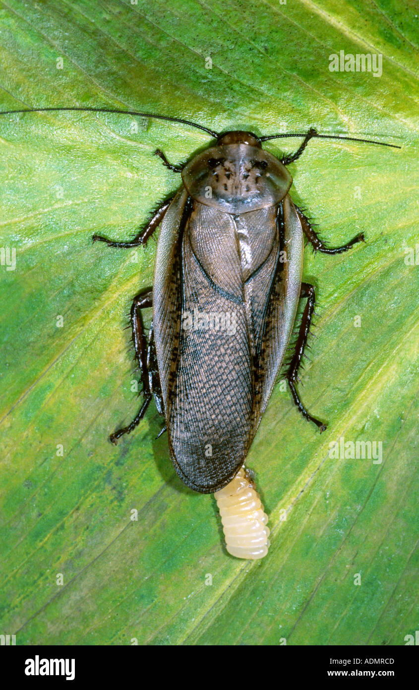 tropical cockroach (Cf. Blaberus spec.), banana leaf with cocoon Stock ...