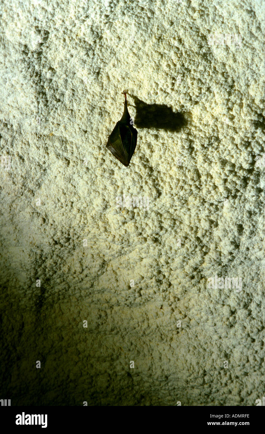 Rhinolophus spec hi-res stock photography and images - Alamy