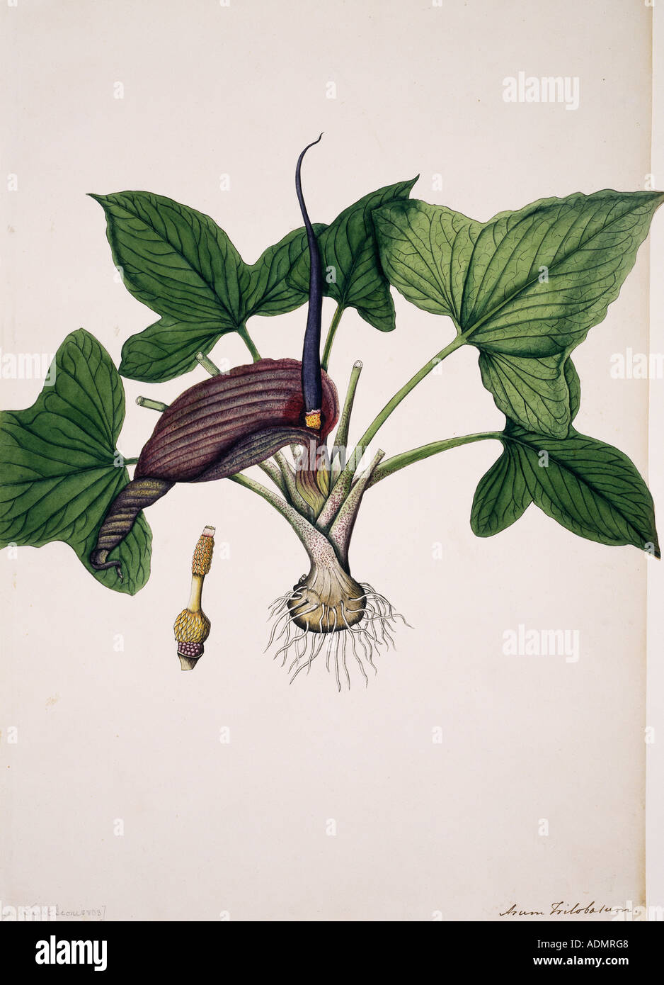 Typhonium roxburghii hi-res stock photography and images - Alamy