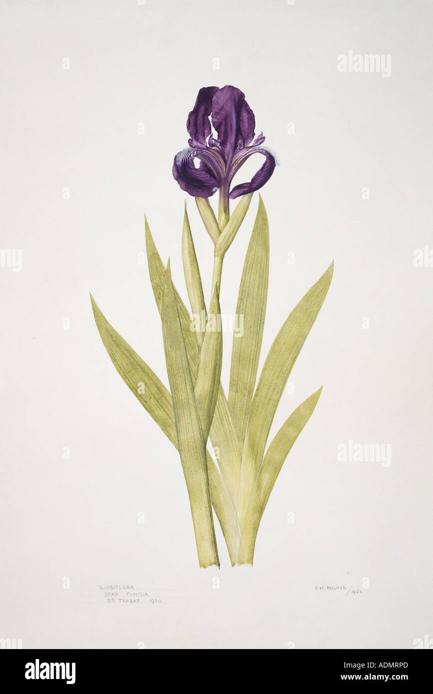 Iris subbiflora bearded iris Stock Photo - Alamy