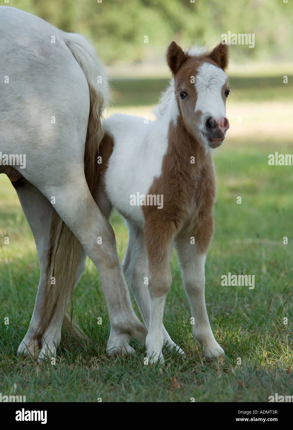 Newborn Mini Horse