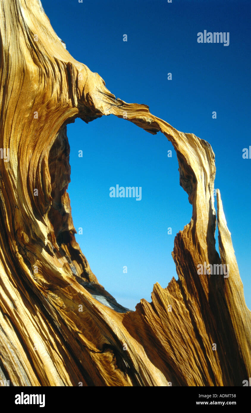 old juniper pine trunk, with knot-hole, USA, Nevada, Great Basin NP ...