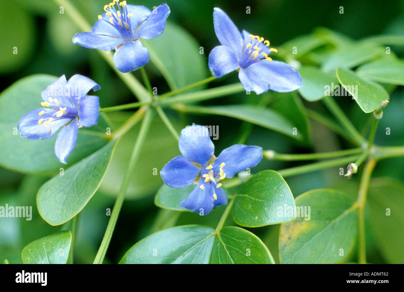 guaiacum, lignum-vitae (Guaiacum officinale, Guajacum officinale ...