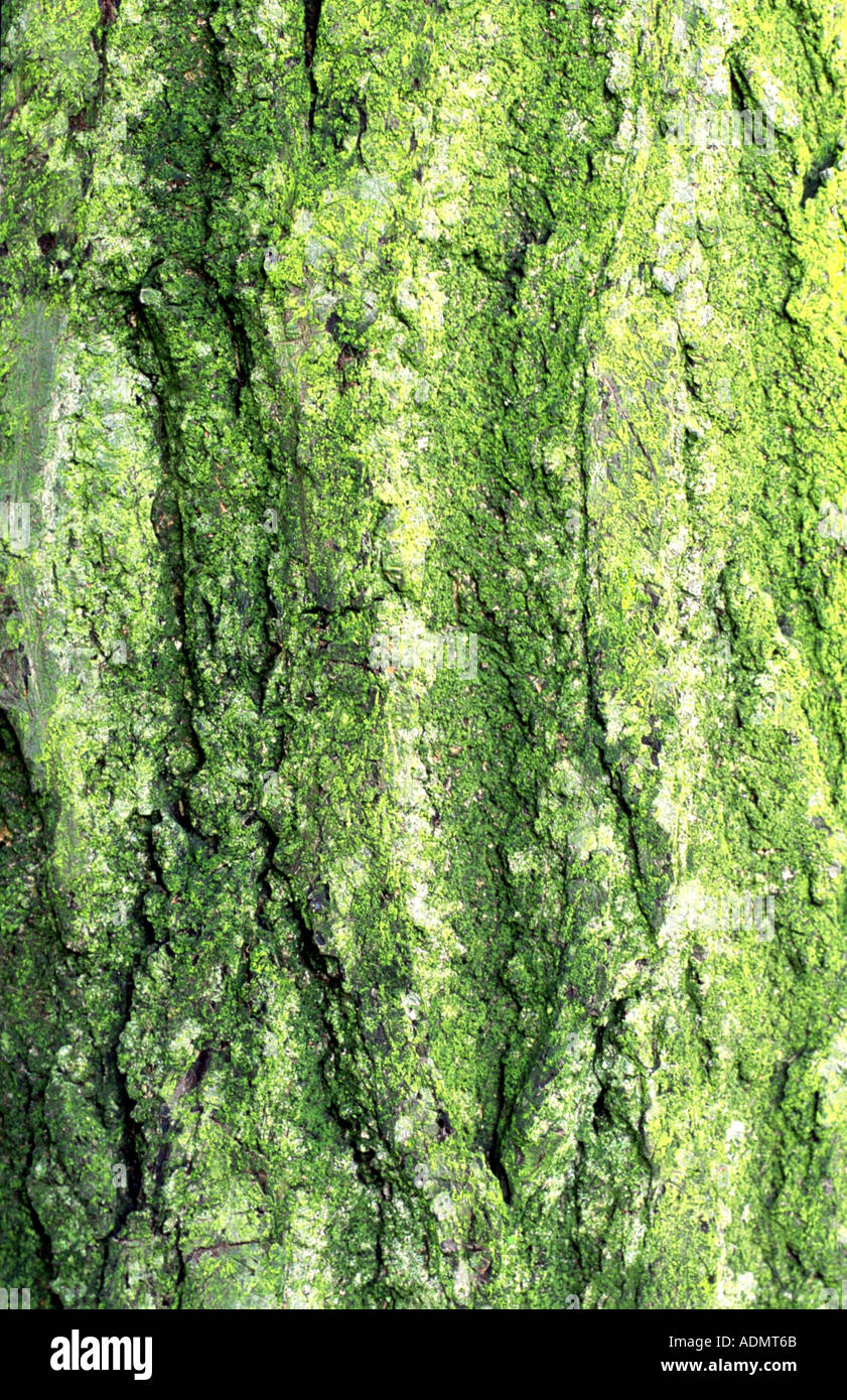 maidenhair tree, Ginkgo Tree, Gingko Tree, Ginko Tree (Ginkgo biloba ...