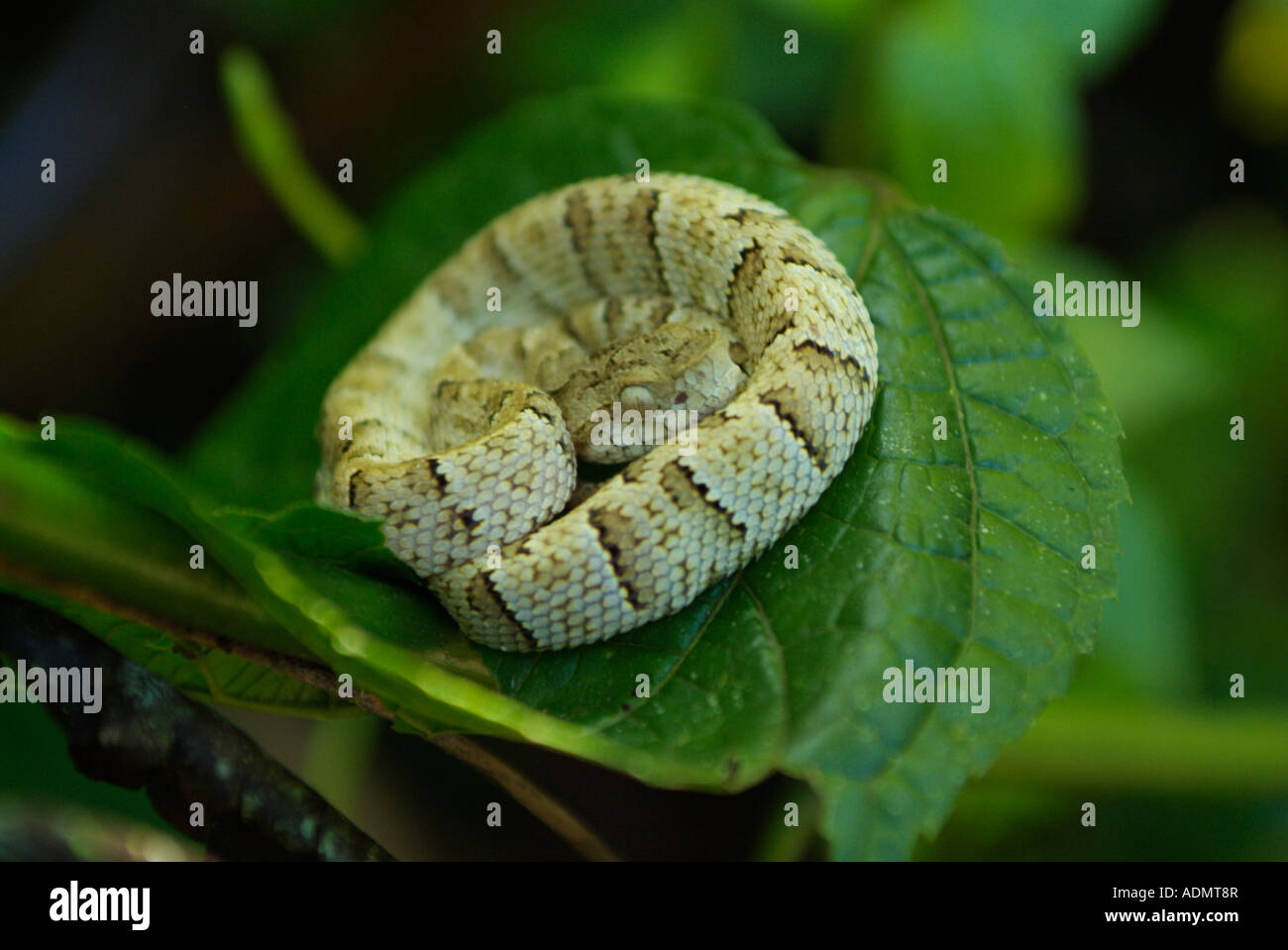 Curved snake hi-res stock photography and images - Alamy
