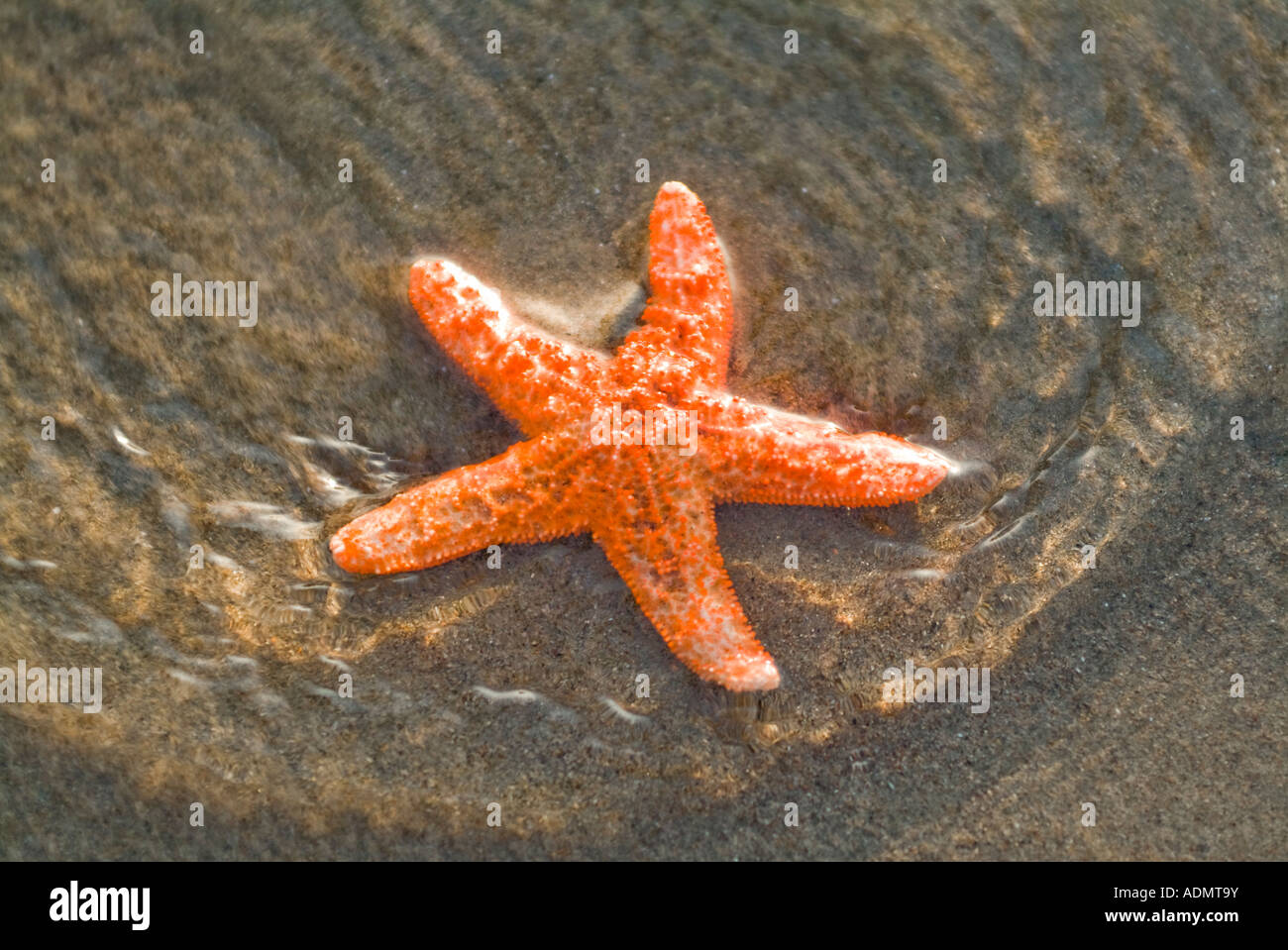 Bright orange starfish hit by ocean wave Stock Photo - Alamy