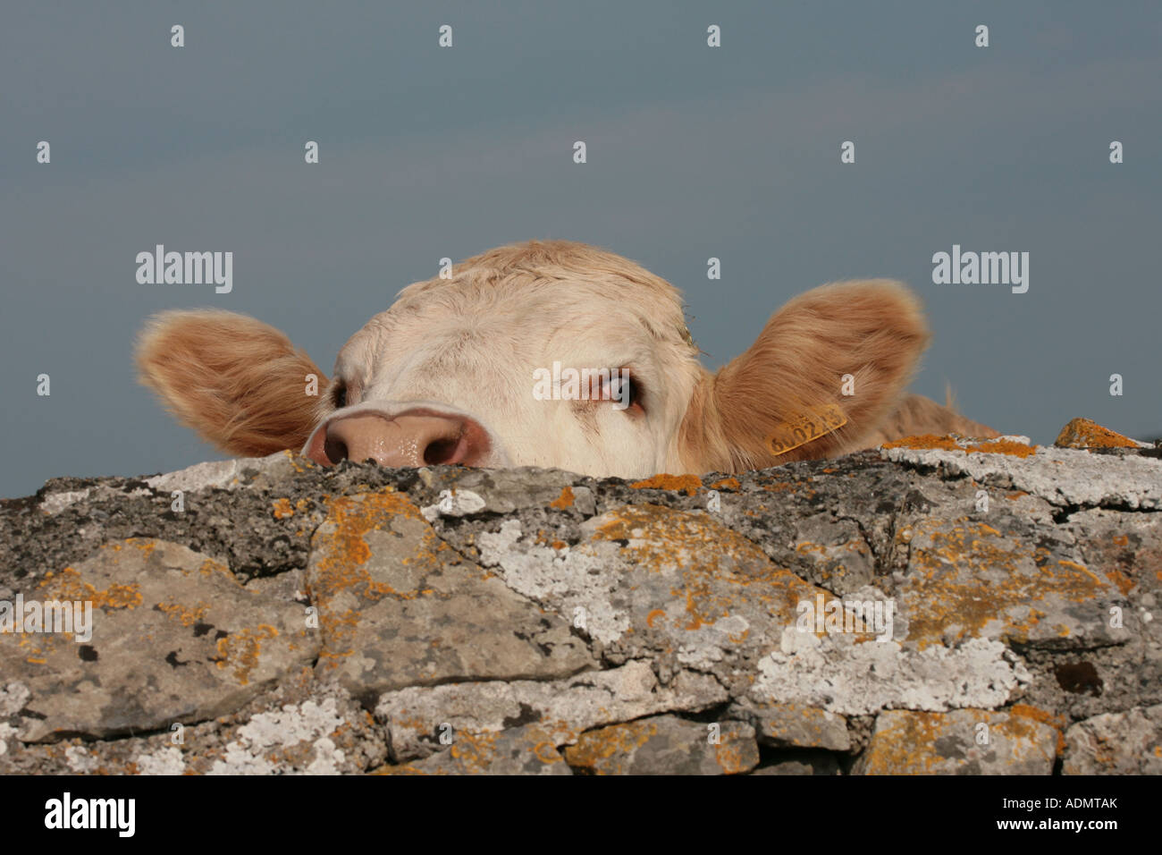 Cow looking over a stone wall Stock Photo - Alamy