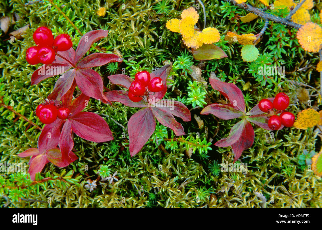 Bunchberry cornus canadensis with fruit hi-res stock photography and ...