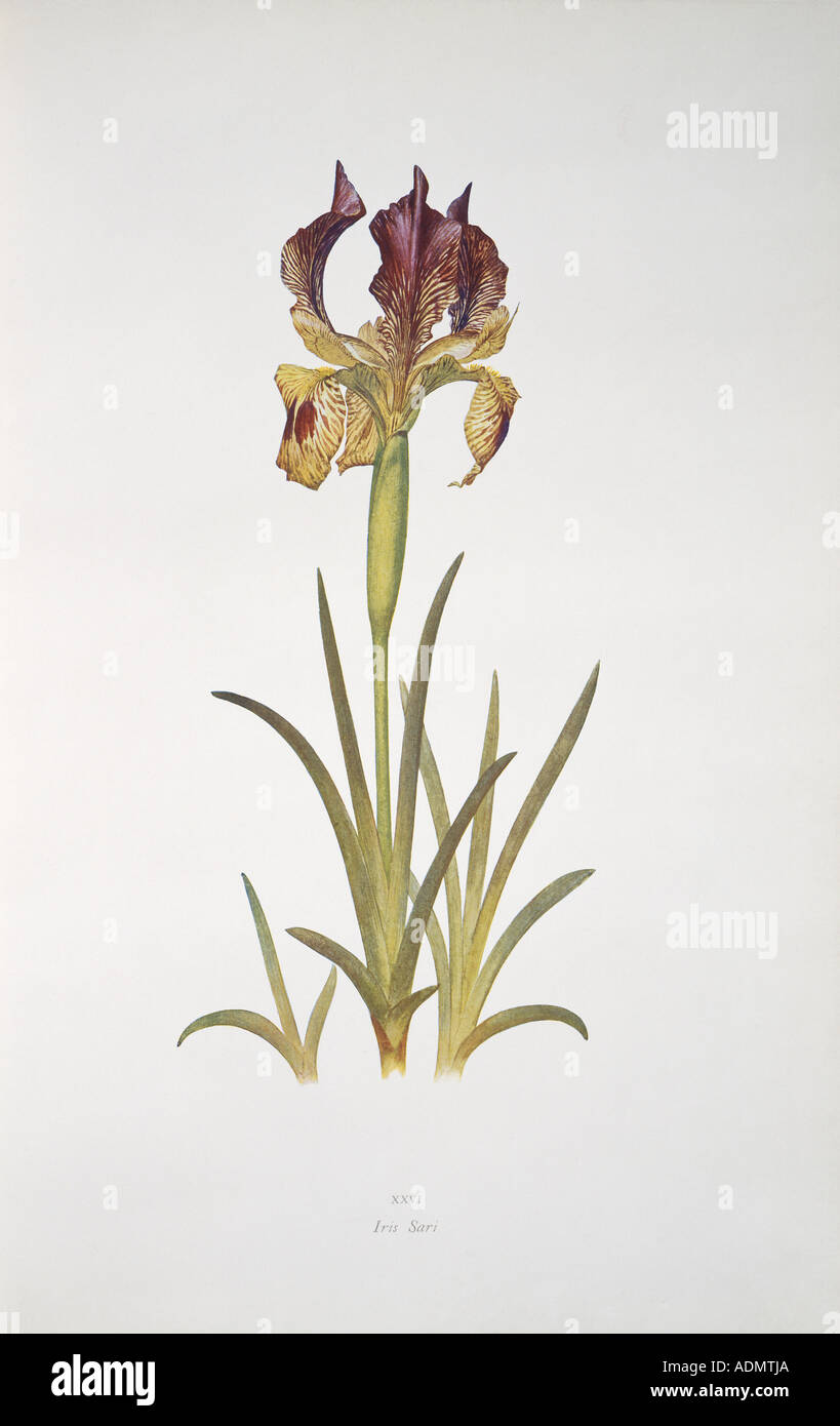 Iris sari hi-res stock photography and images - Alamy