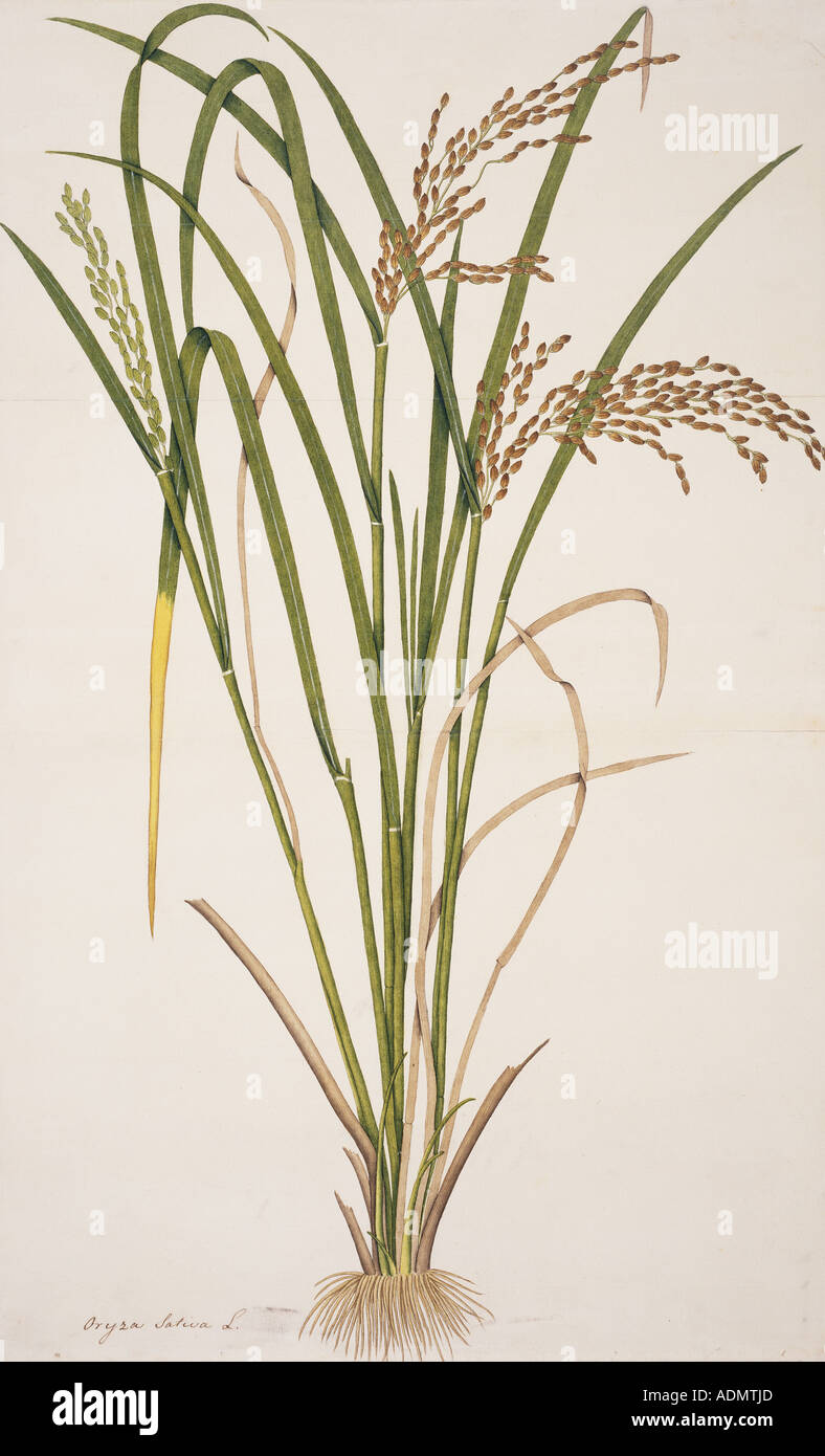 Oryza sativa rice Stock Photo - Alamy