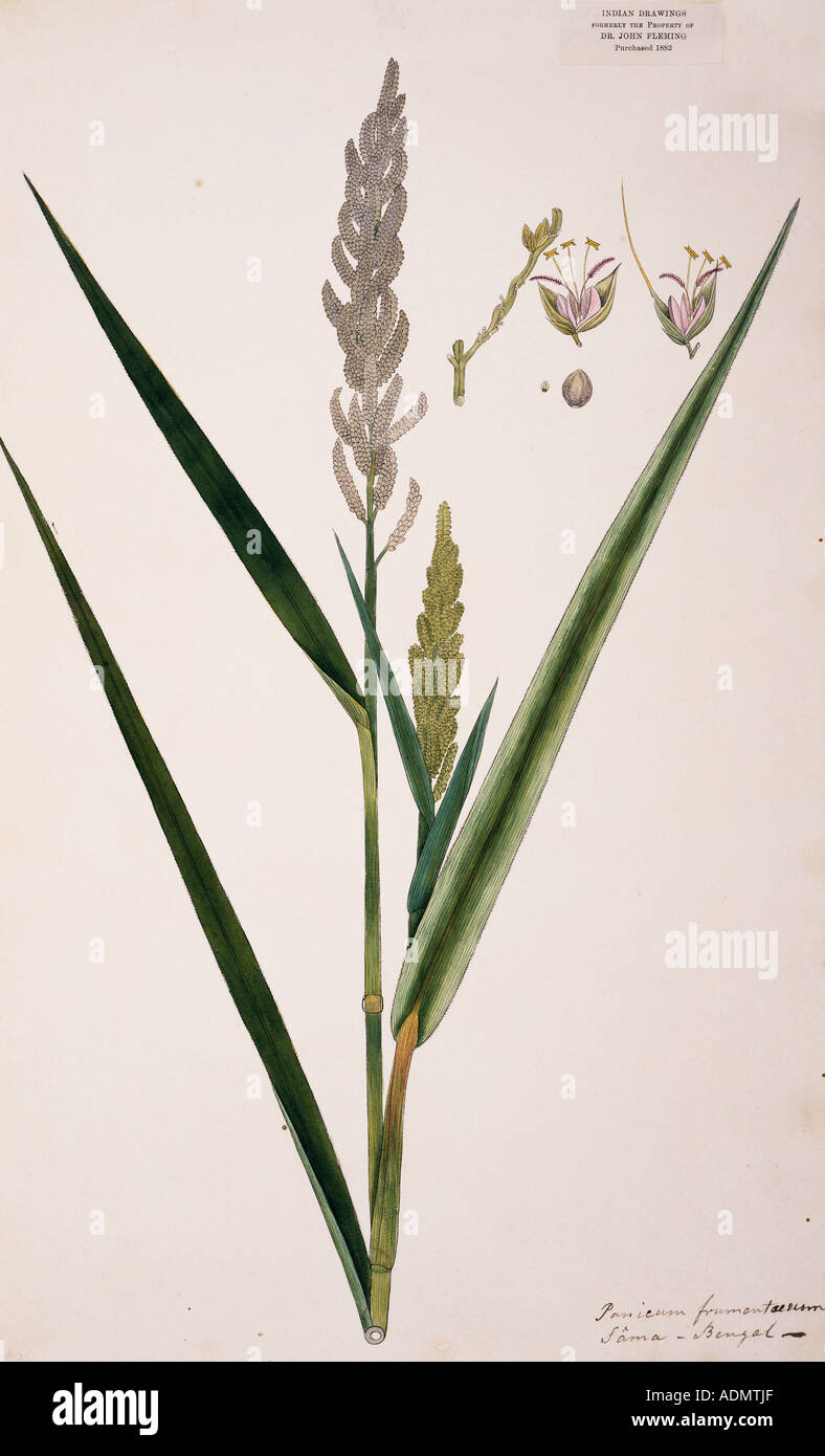 Panicum grass hi-res stock photography and images - Alamy