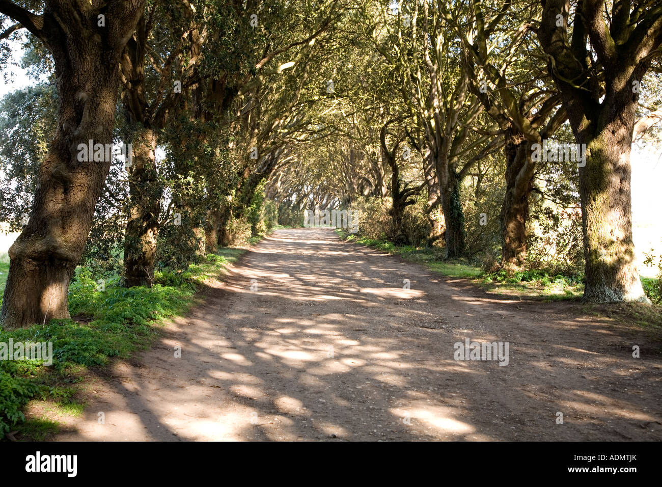 path through woods Stock Photo - Alamy