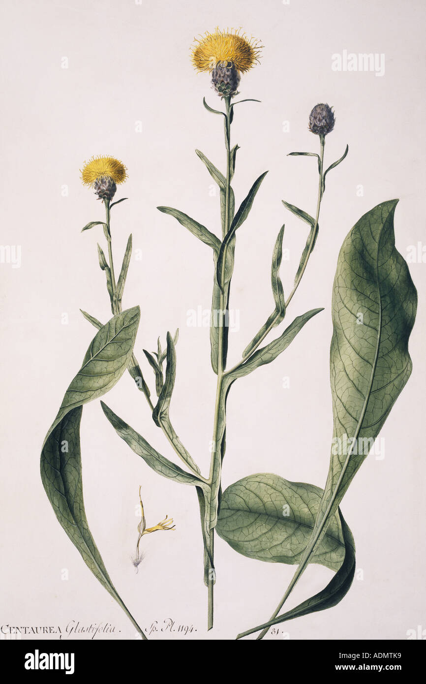 Centaurea glastifolia yellow star thistle Stock Photo - Alamy