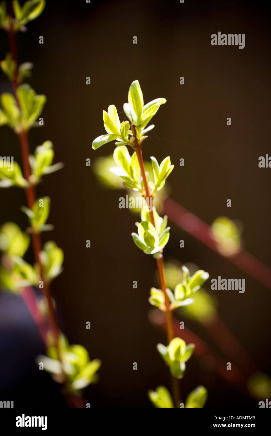 Hakuro nishiki hi-res stock photography and images - Alamy