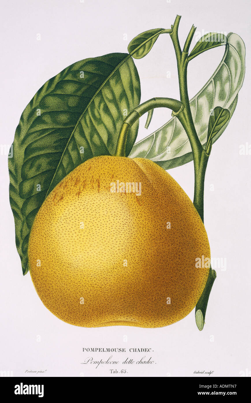 Cirtus paradisi grapefruit Stock Photo - Alamy