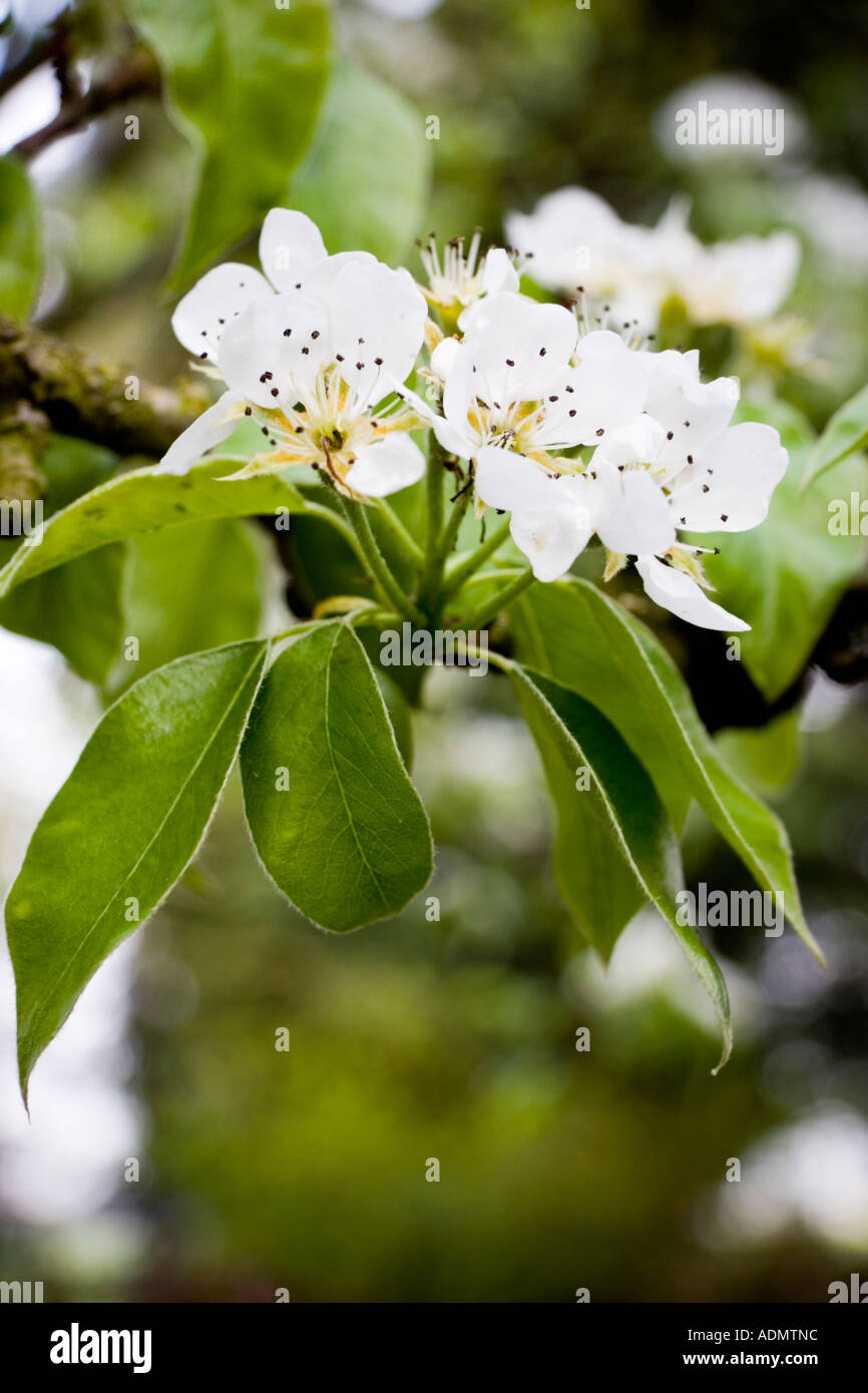 Pear tree pyrus communis hi-res stock photography and images - Alamy