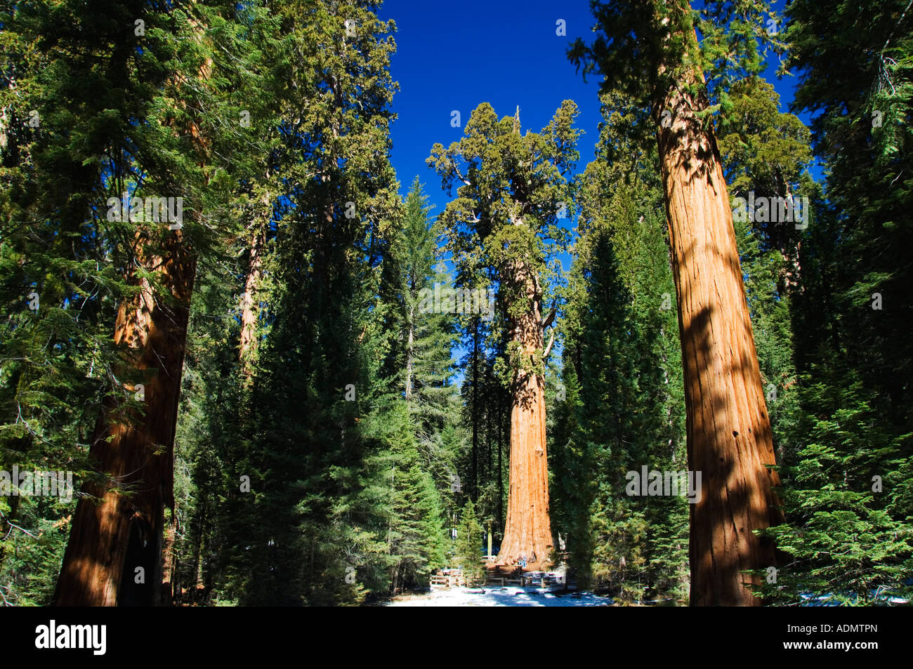 USA California Sequoia National Park General Sherman Sequoia largest ...
