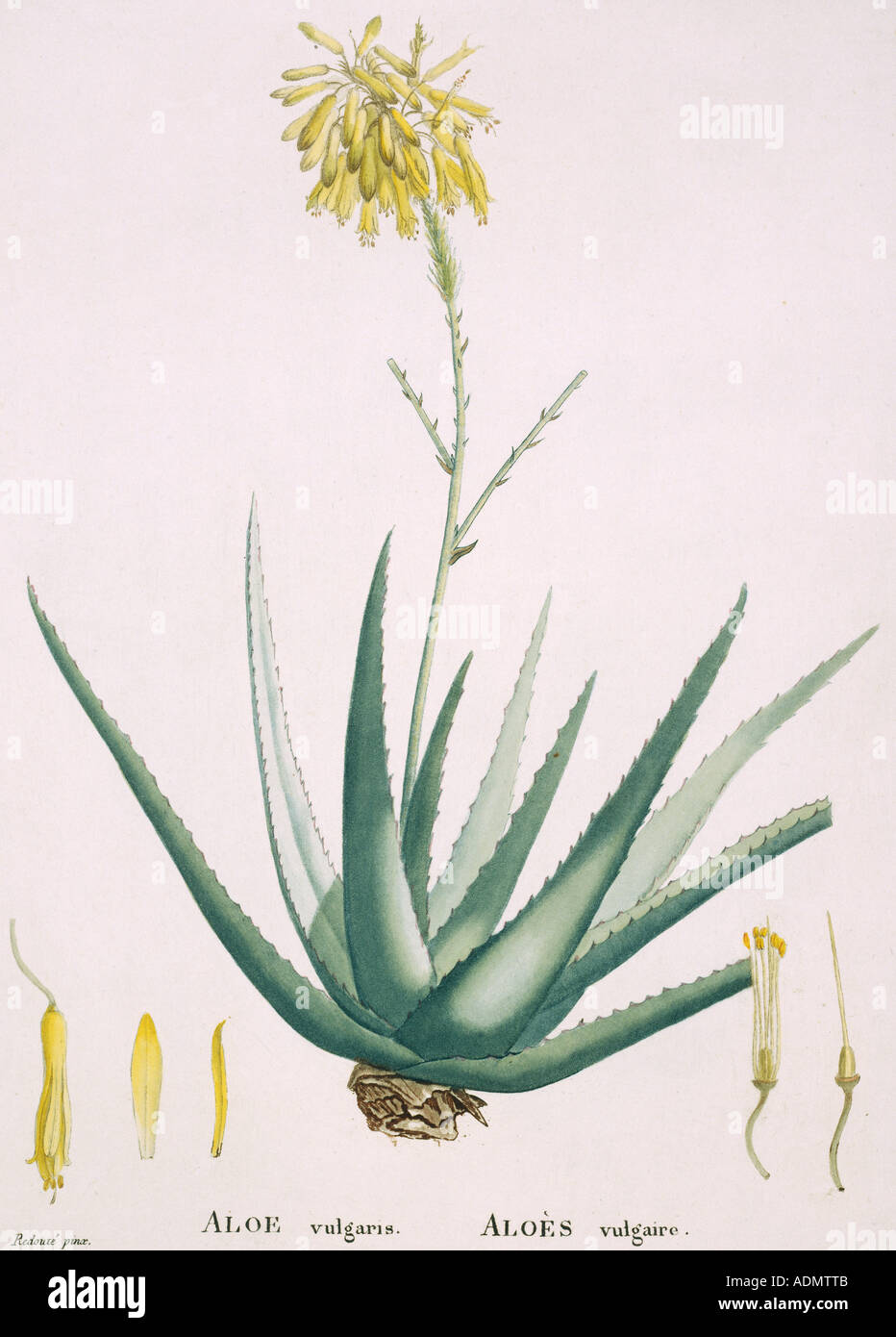 Aloe vulgaris aloe Stock Photo - Alamy