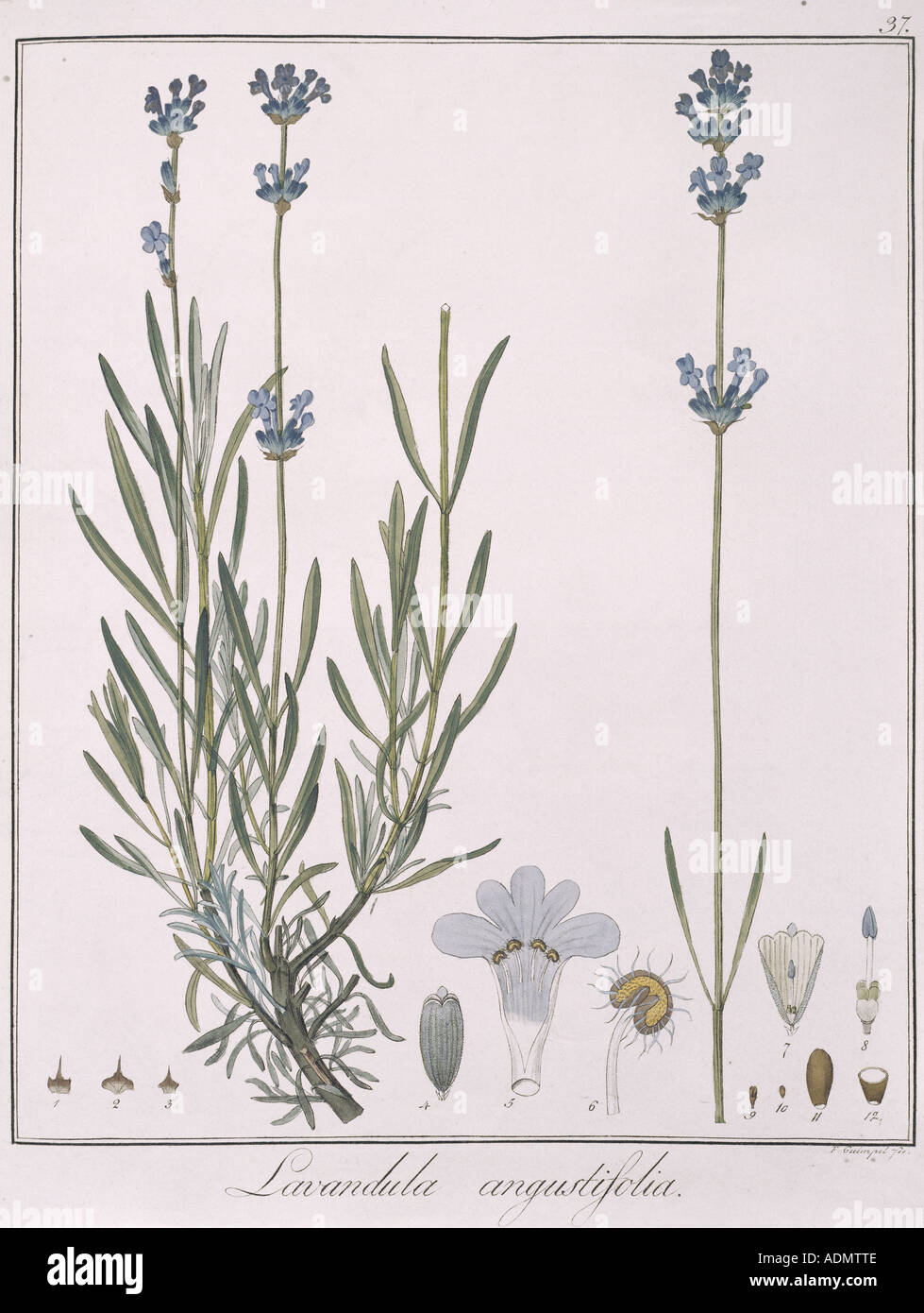 Lavender botanical drawing hi-res stock photography and images - Alamy